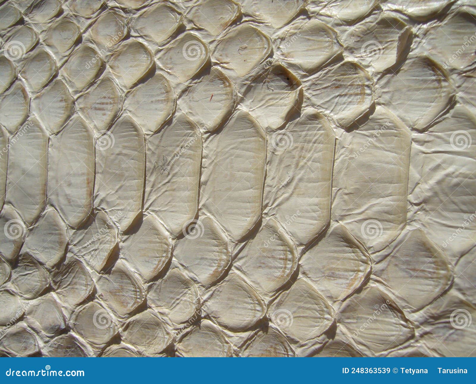 Texture of Exotic Leather. Python Skin, White Snakes Stock Image ...