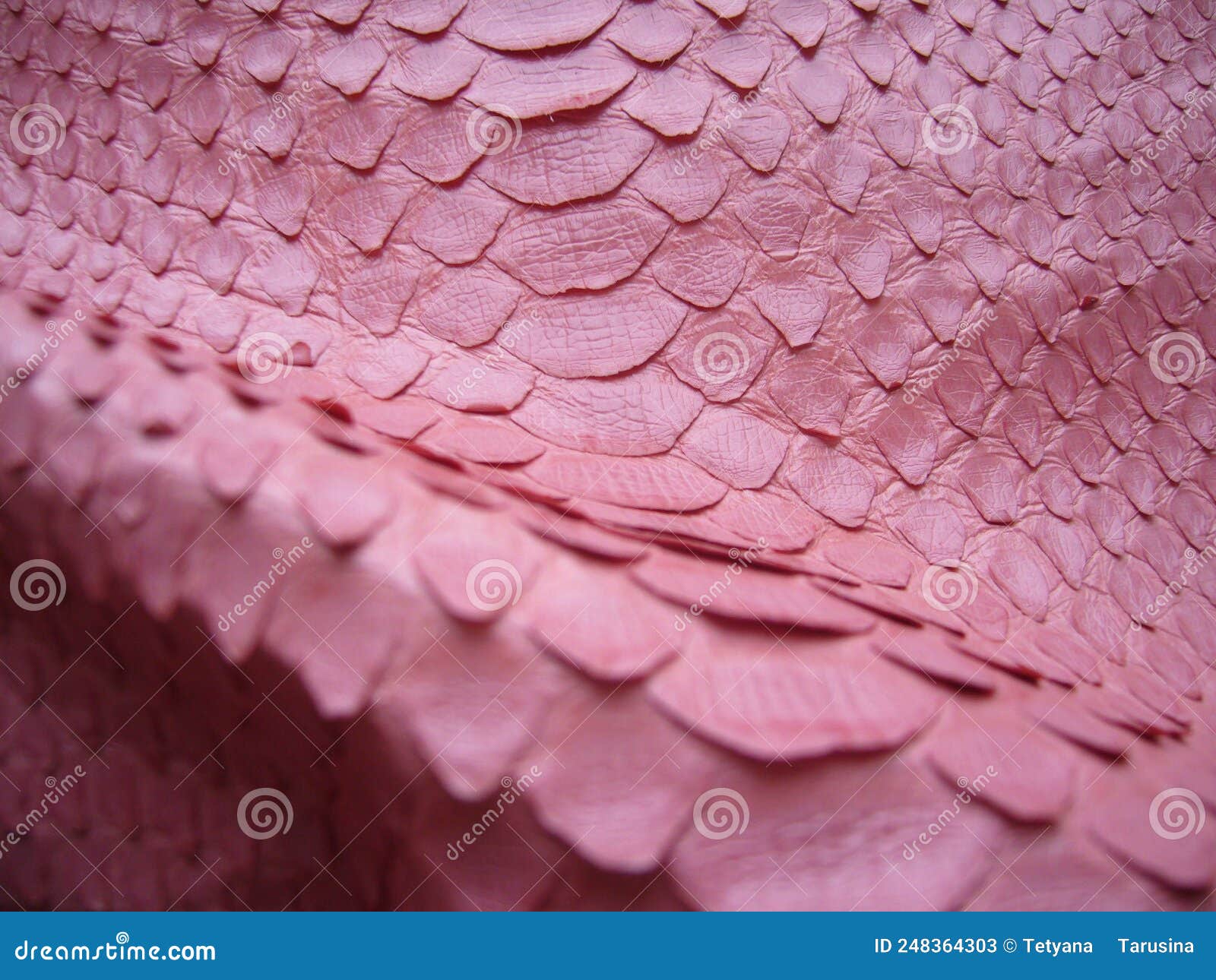 Texture of Exotic Leather. the Skin of a Python, a Snake is Pink, Flesh ...