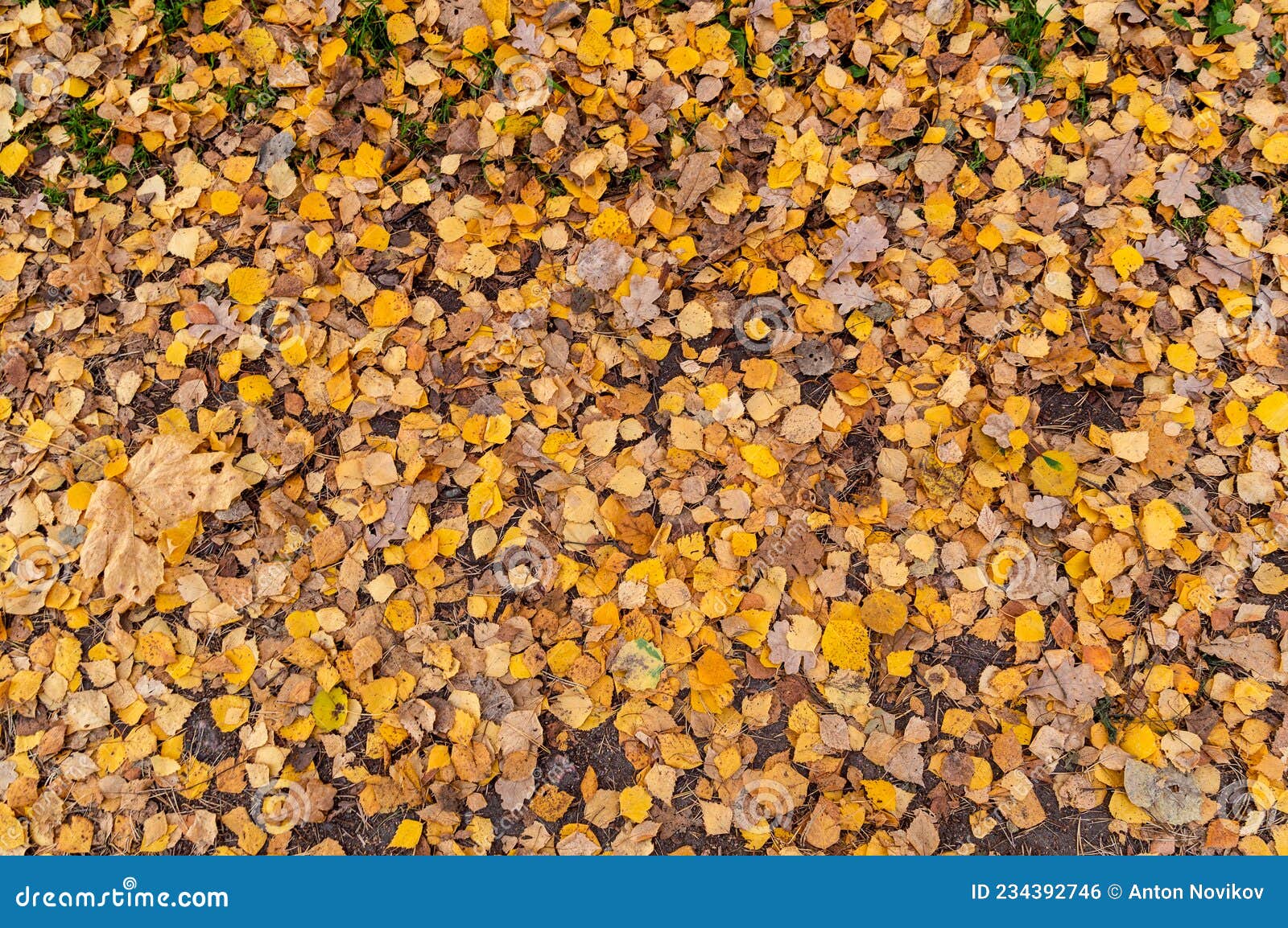 Texture of Fallen Autumn Foliage Stock Photo - Image of golden, fall ...