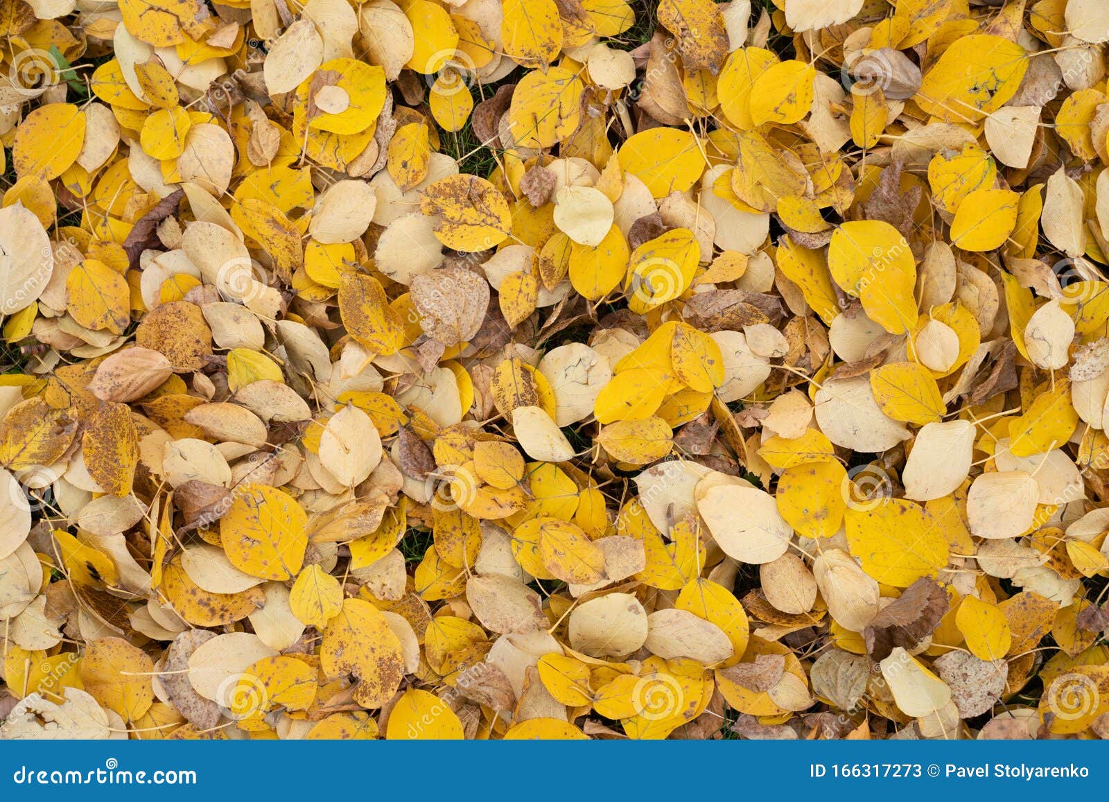Texture of Fallen Autumn Leaves Stock Image - Image of season, detail ...
