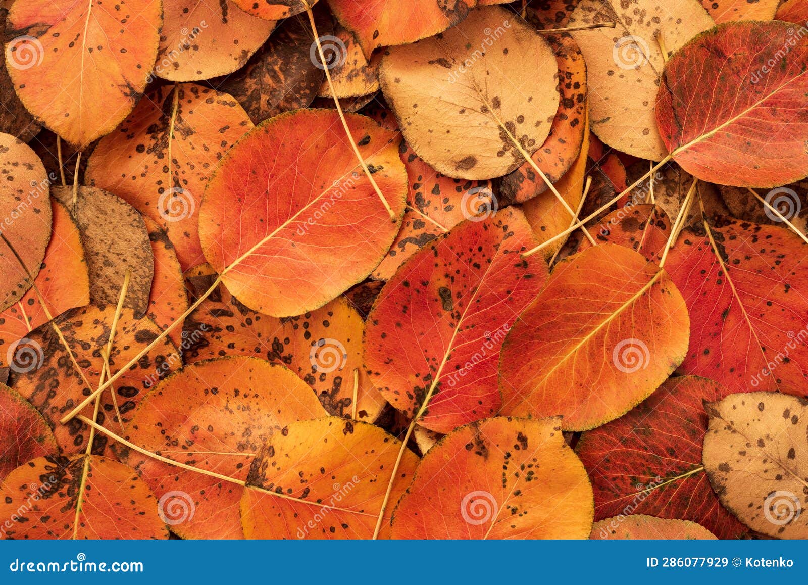 Texture of Fallen Fall Leaves Stock Image - Image of leaves, natural ...