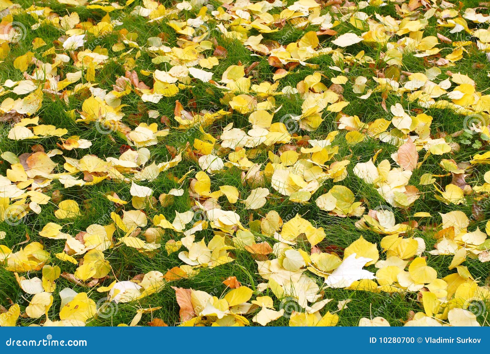 Texture of fallen leaves stock photo. Image of leaf, horizontal - 10280700