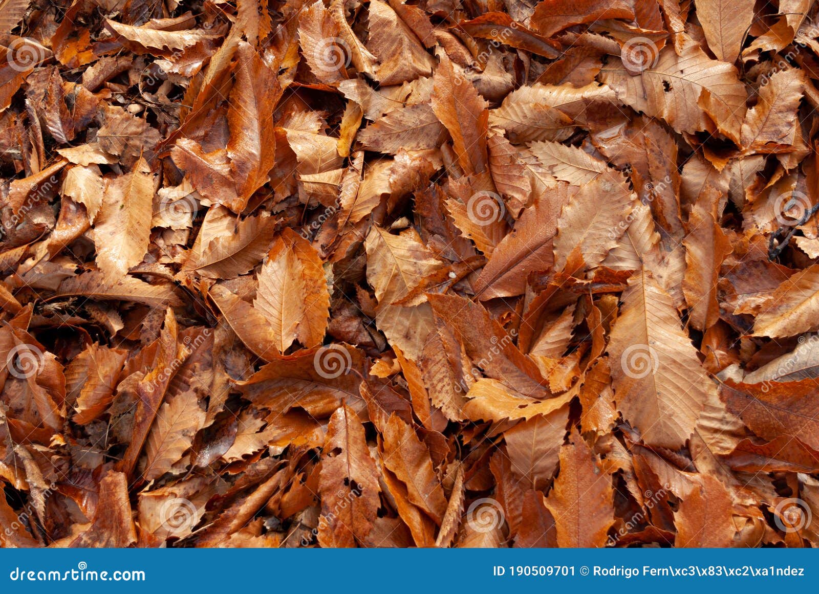 Texture of fallen leaves stock image. Image of forest - 190509701