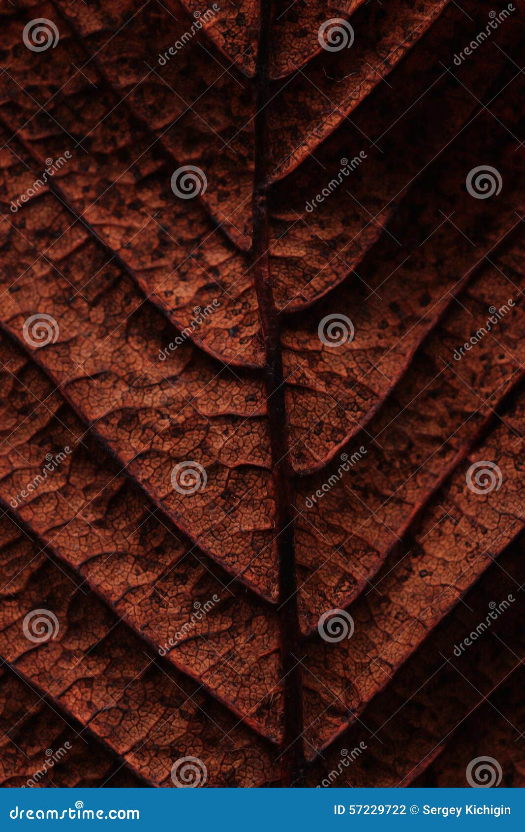 Texture fallen leaves stock photo. Image of life, forest - 57229722