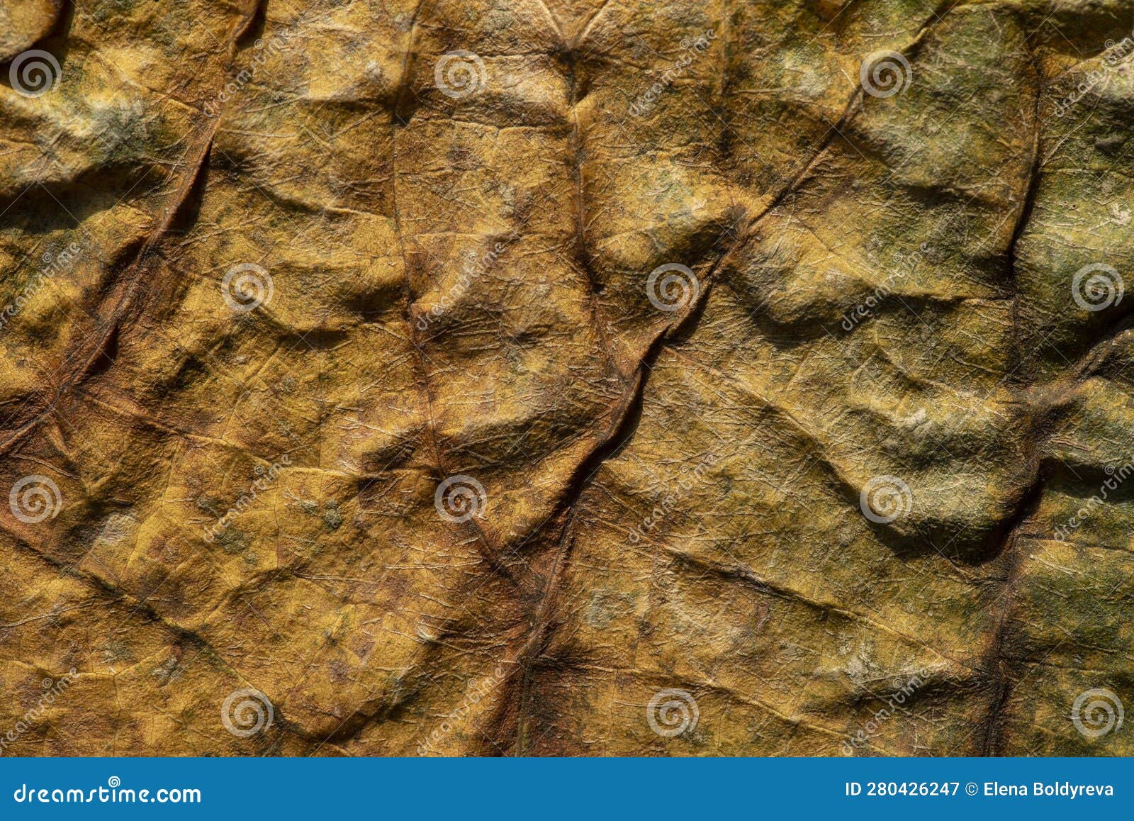 Texture of Fallen Plant Leaf Stock Image - Image of macro, natural ...
