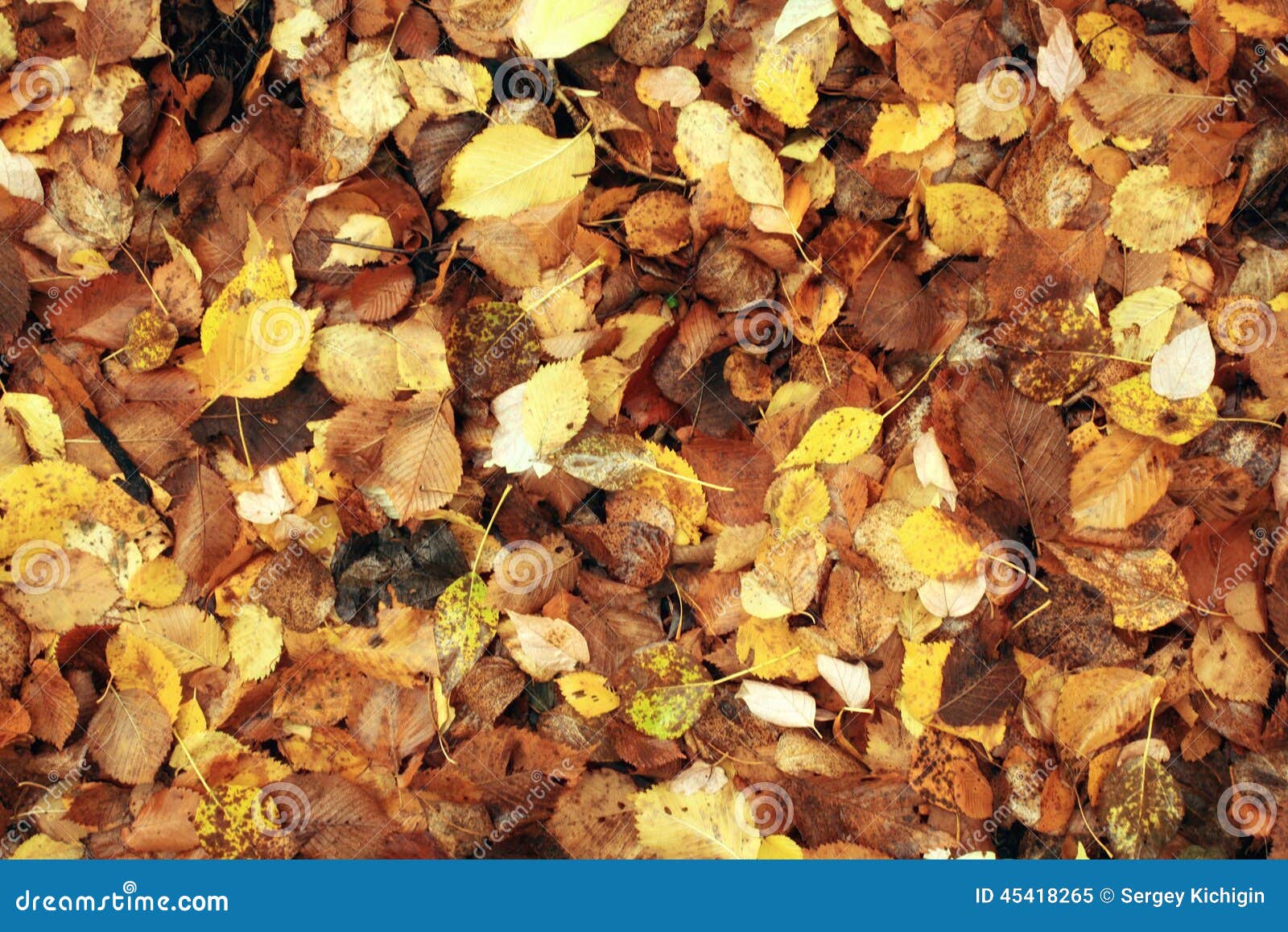 Texture of the Fallen Yellow Leaves Stock Image - Image of fall, life ...