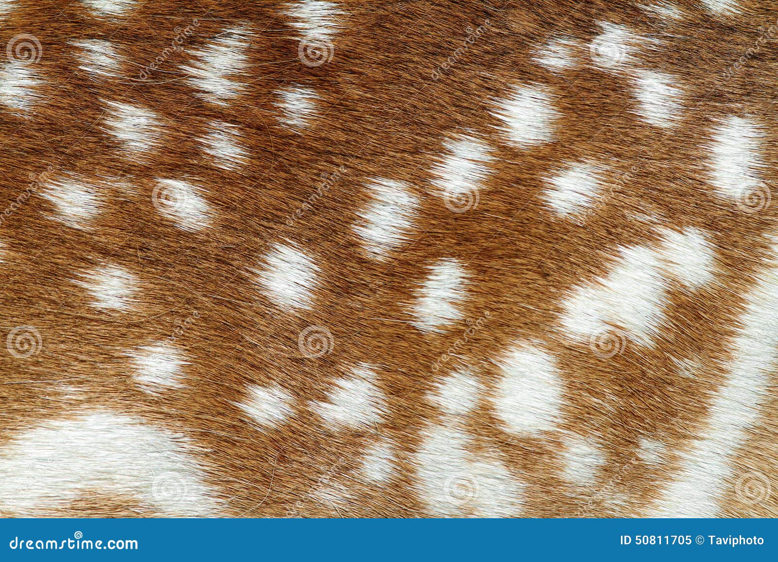 Texture of fallow deer fur stock image. Image of close - 50811705