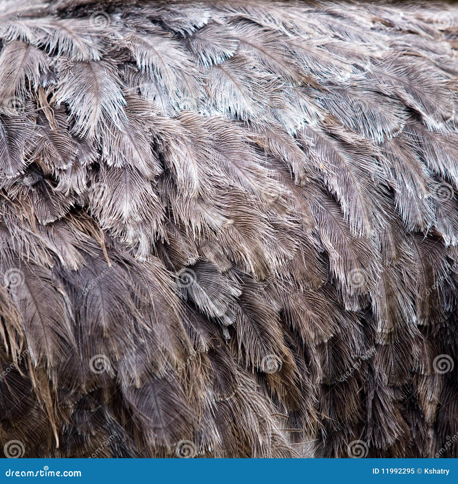 Texture feathers stock image. Image of backgrounds, macro - 11992295