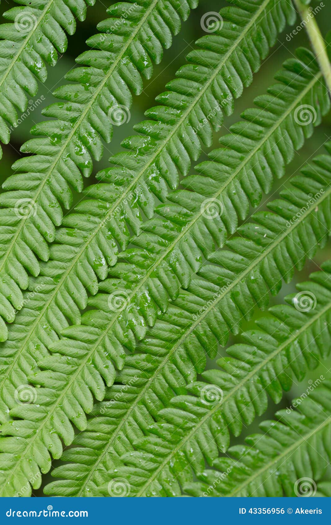 Texture of fern stock photo. Image of green, leaf, flora - 43356956