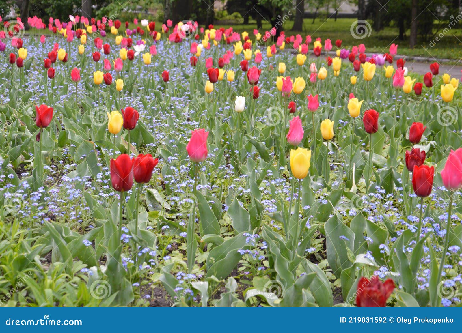 Field Of Multi-colored Buttercups Stock Image | CartoonDealer.com ...