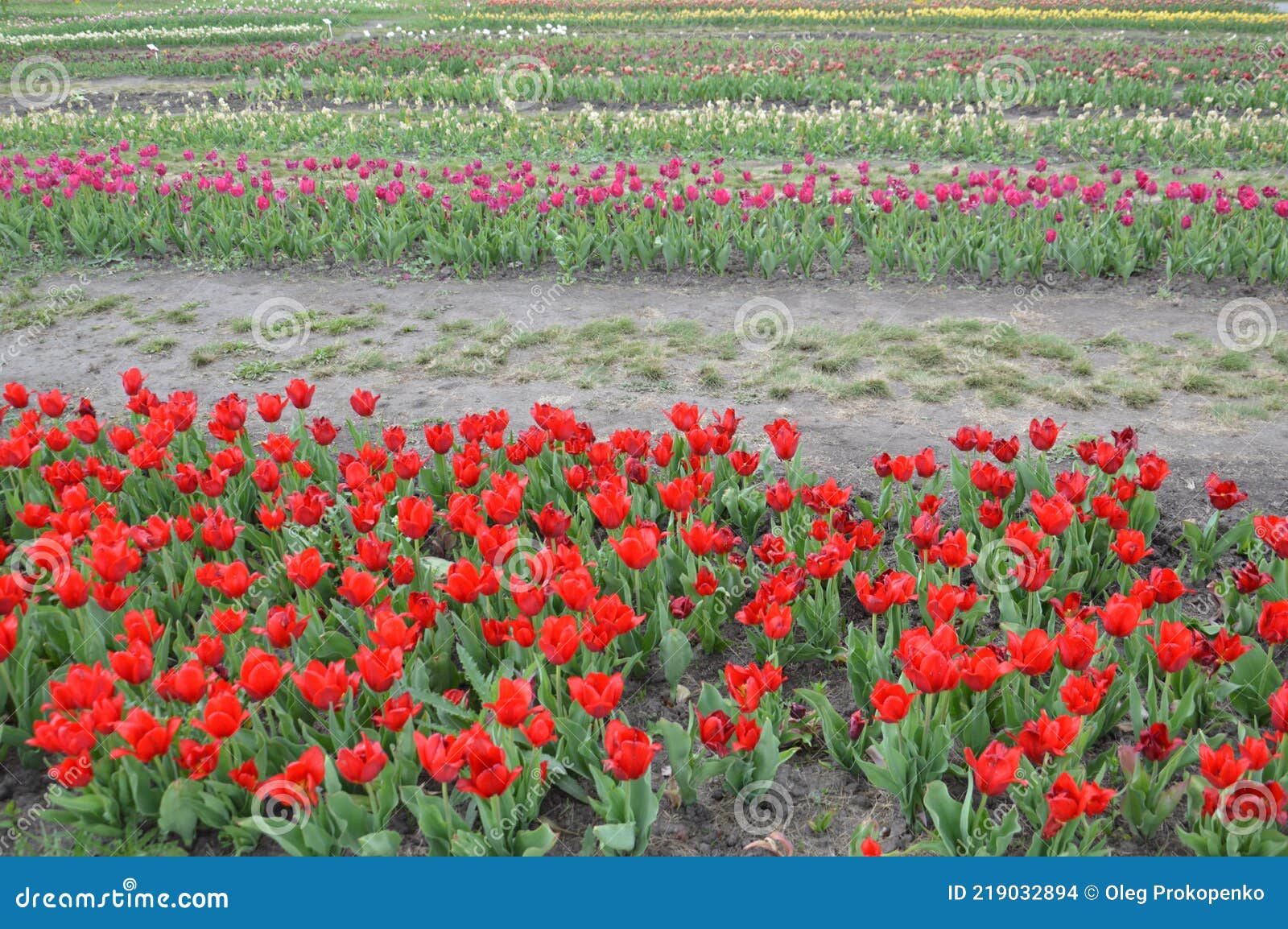 Field Of Multi-colored Buttercups Stock Image | CartoonDealer.com ...