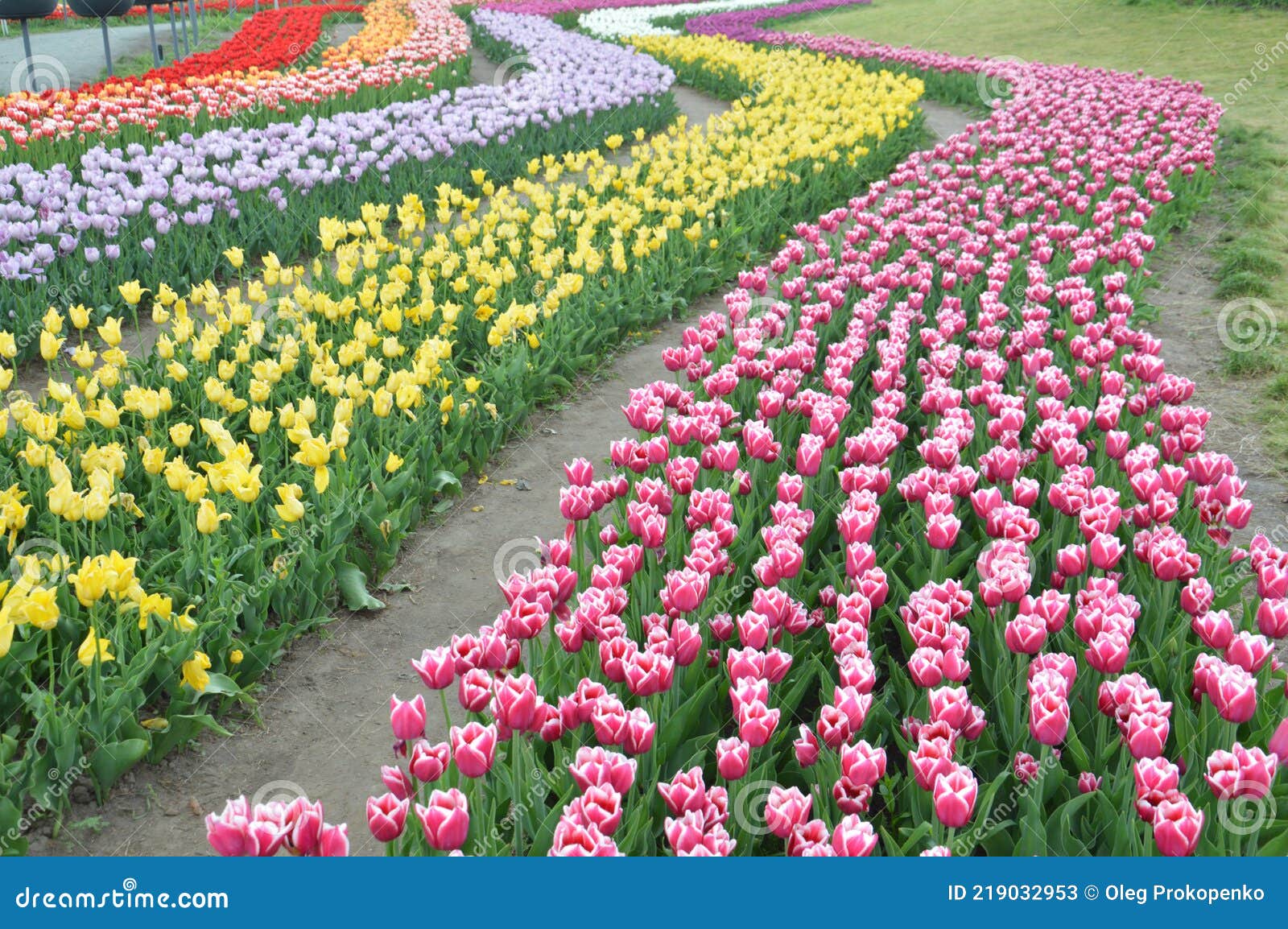Field Of Multi-colored Buttercups Stock Image | CartoonDealer.com ...