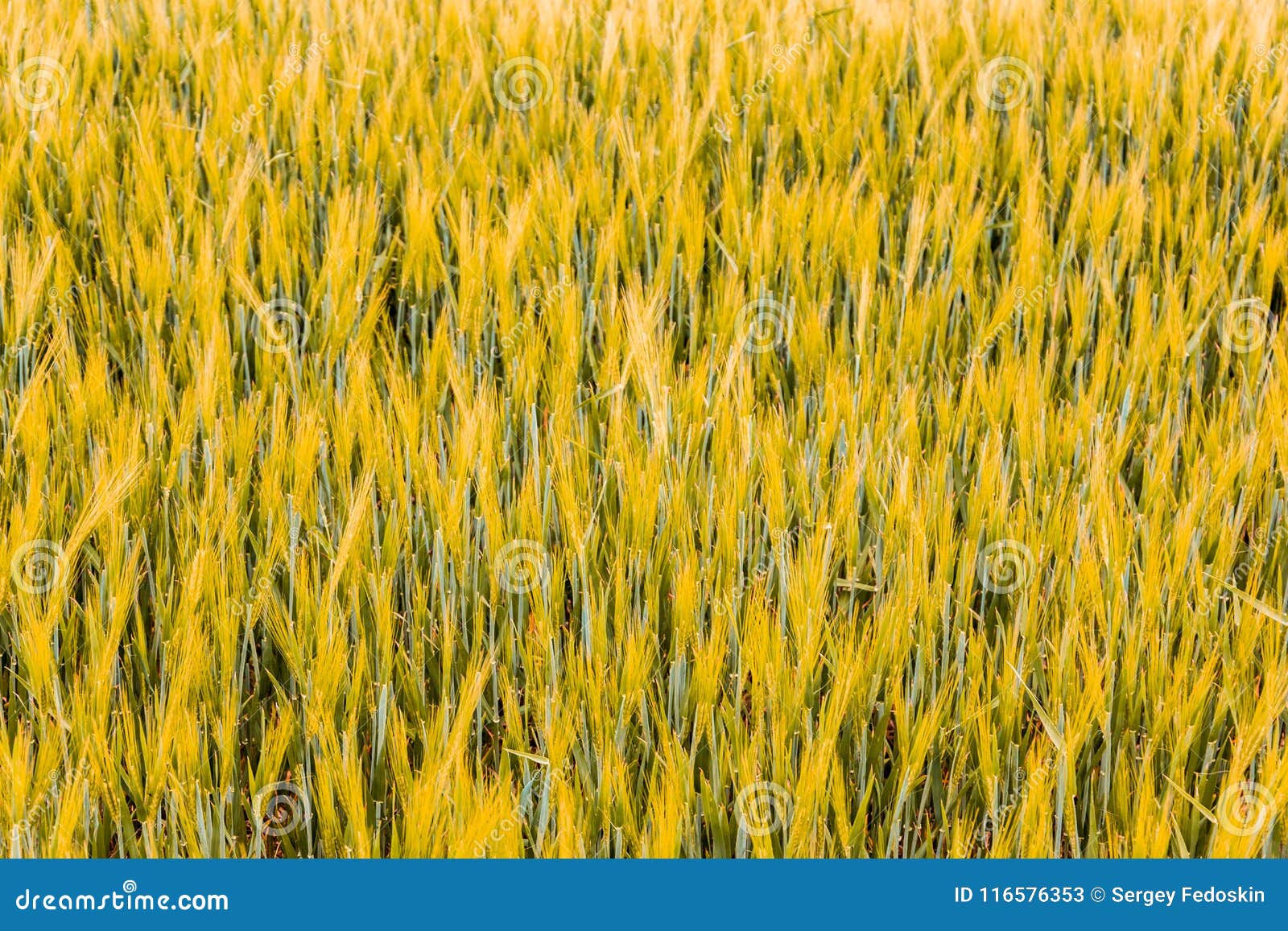Fields of yellow wheat stock image. Image of landscape - 116576353