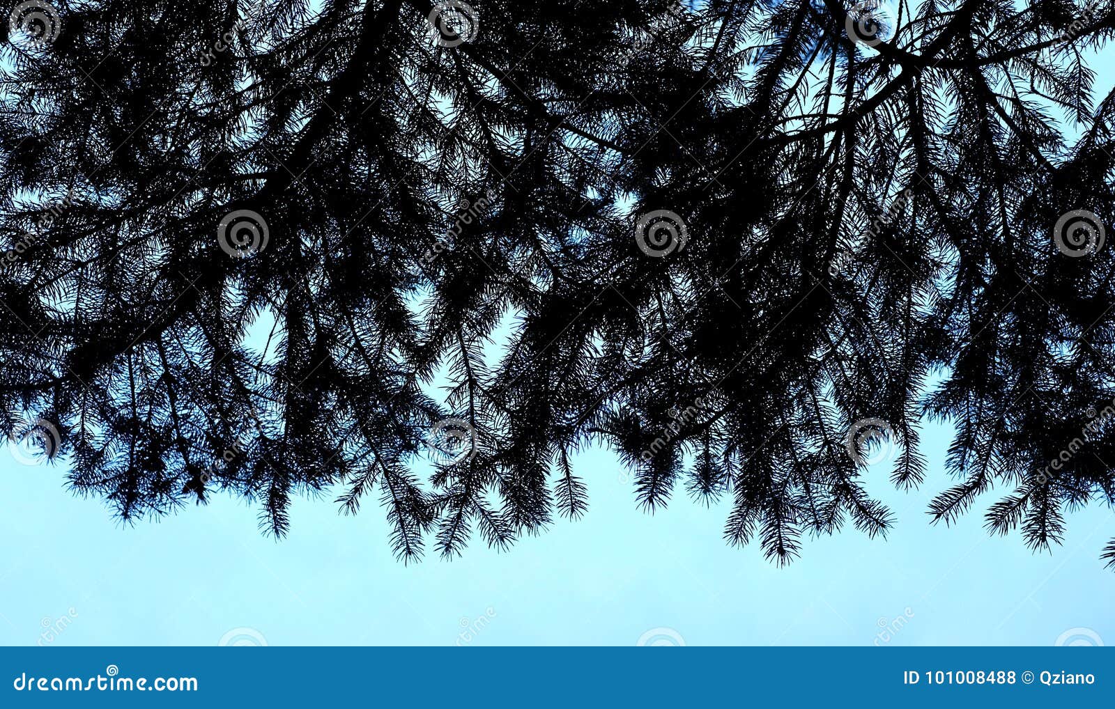 Texture of fir branches stock photo. Image of forest - 101008488