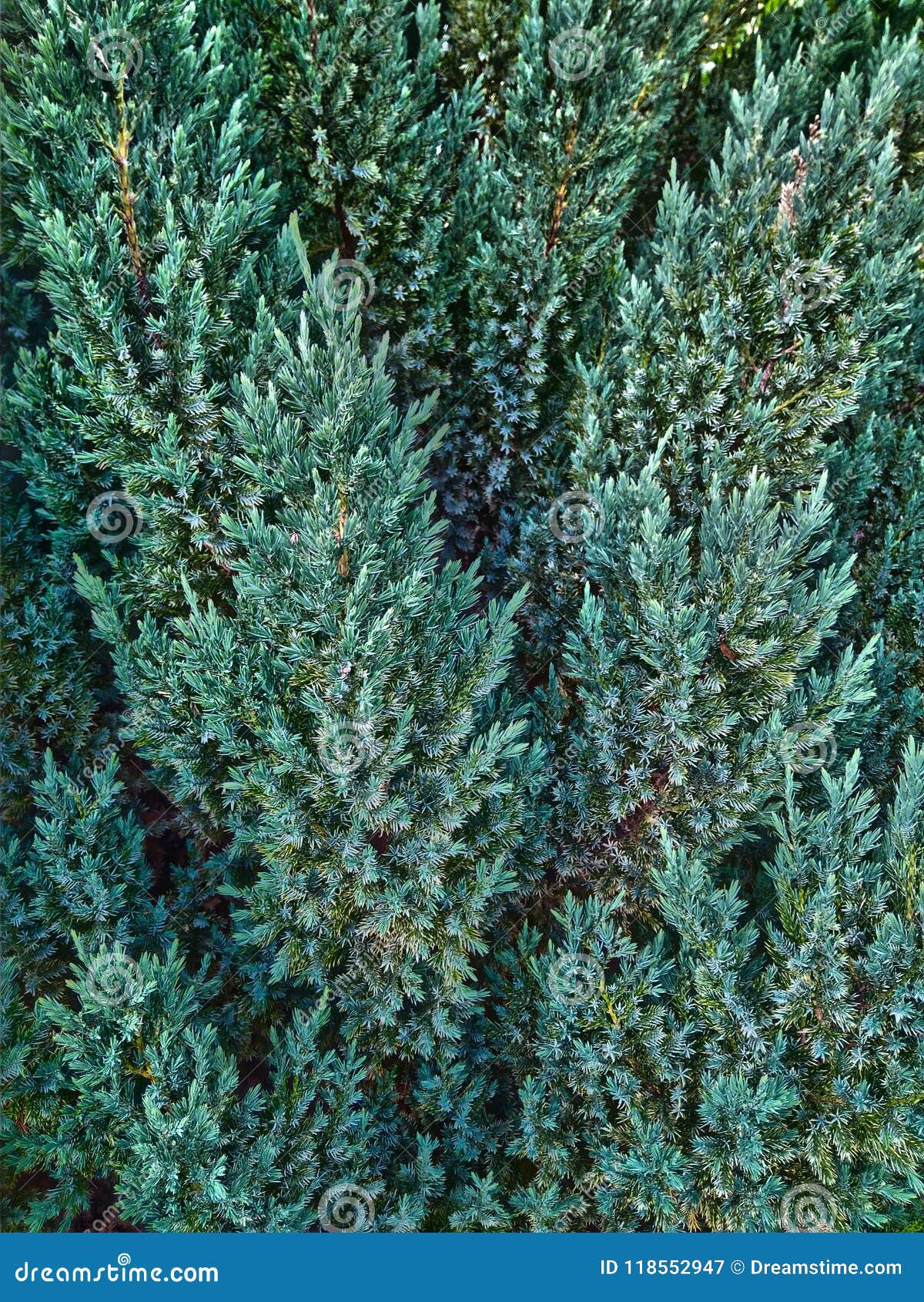 Fir tree textures stock image. Image of european, landscape - 118552947