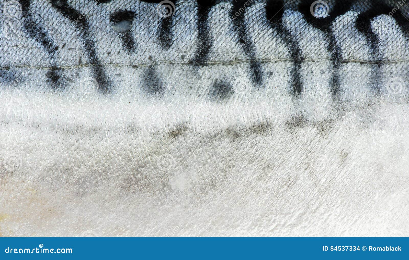 Texture fish mackerel stock photo. Image of healthy, scale - 84537334