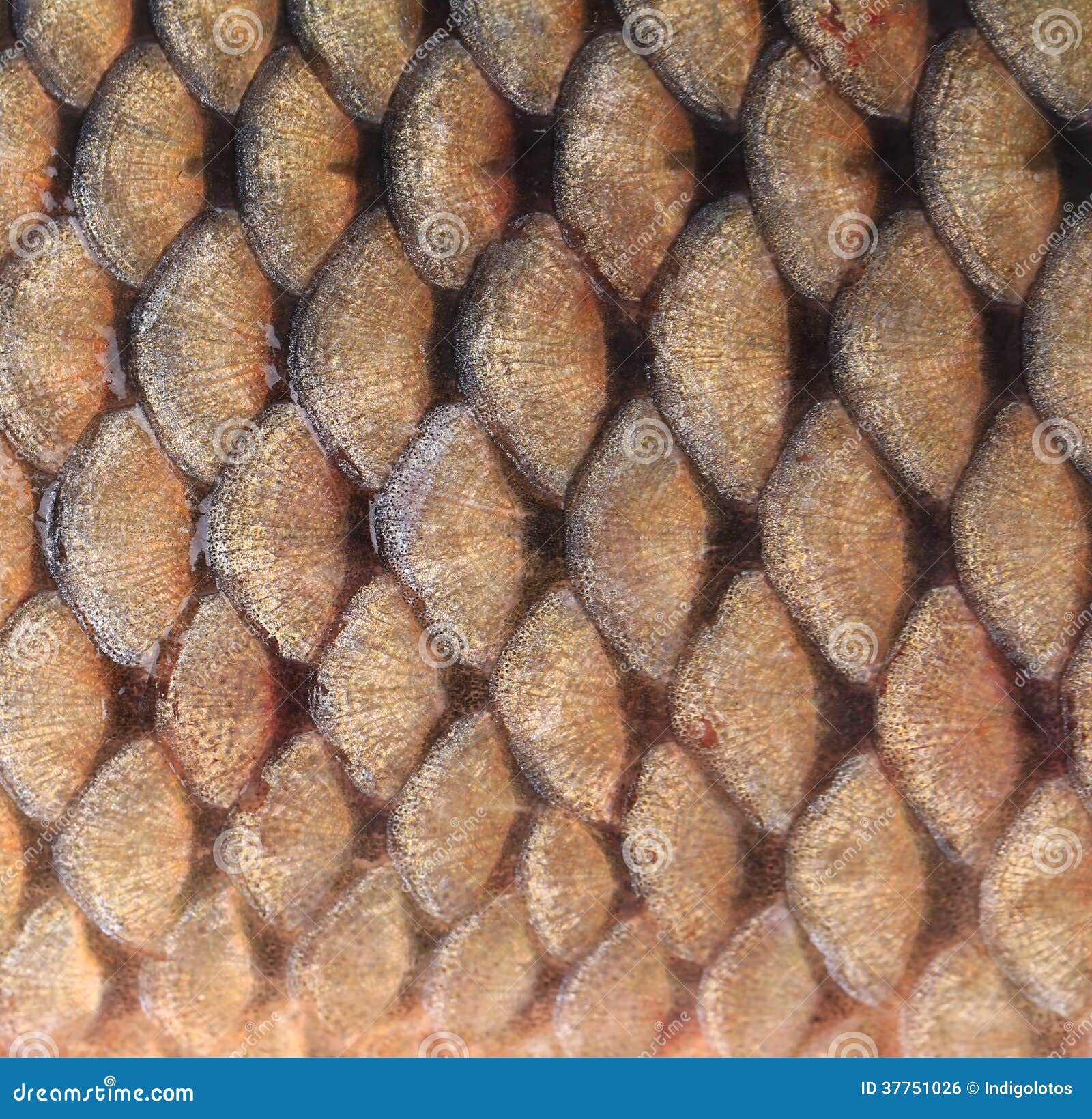 Texture Of Fish Scales Close Up. Stock Photo - Image of profile, metal ...