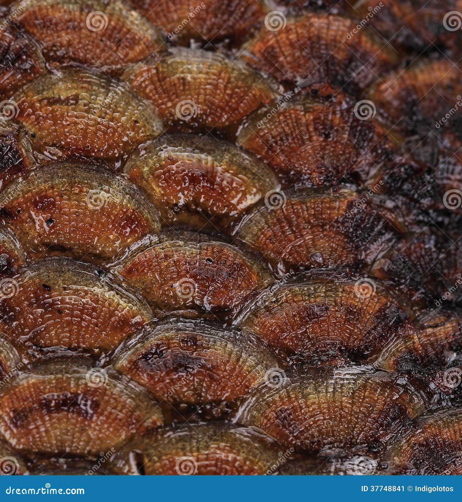 Texture Of Fish Scales & X28;Oreochromis Niloticus& X29;,& X28;Nile ...