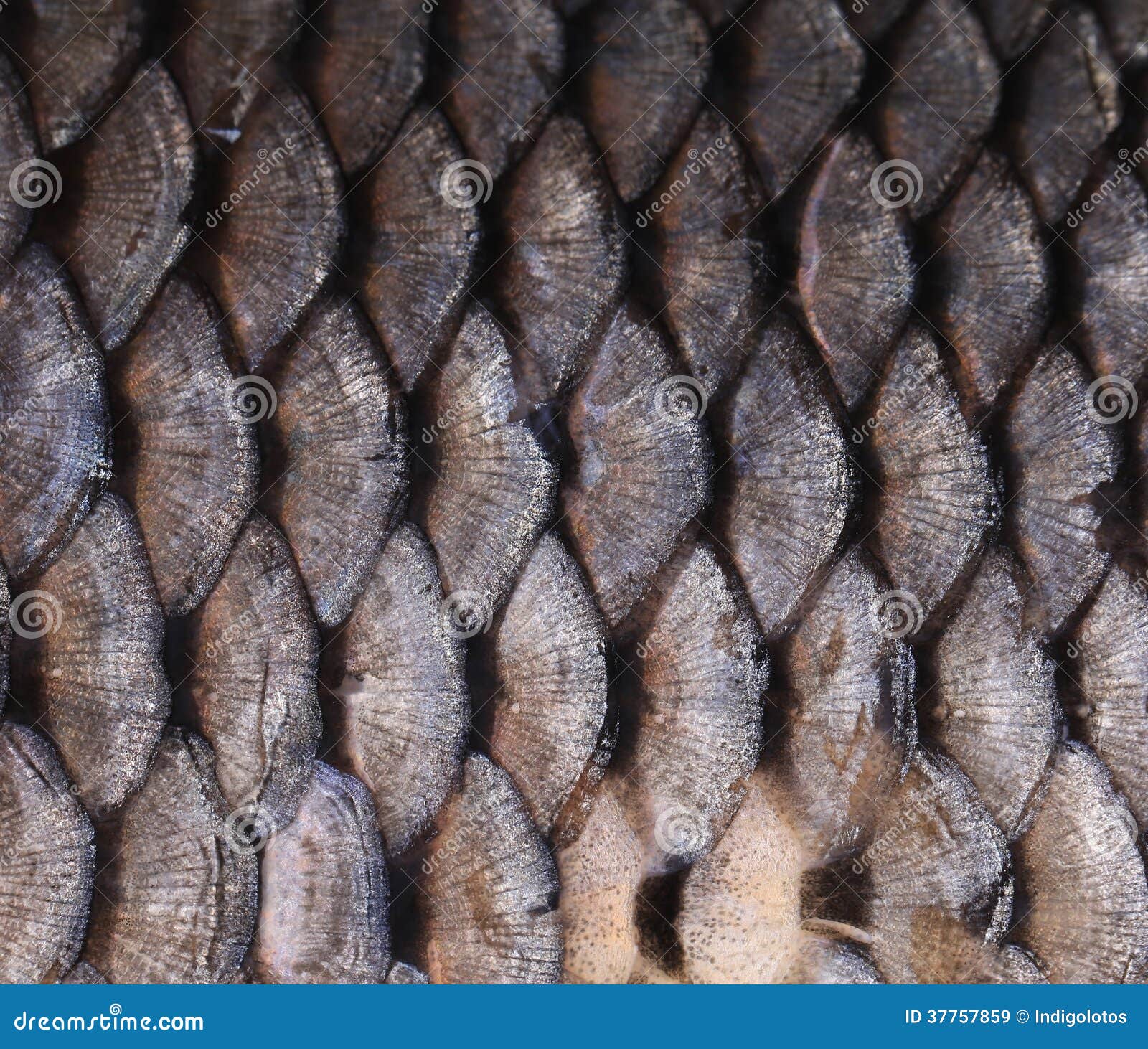 Texture of Fish Scales Close Up. Stock Image - Image of aquarium, metal ...