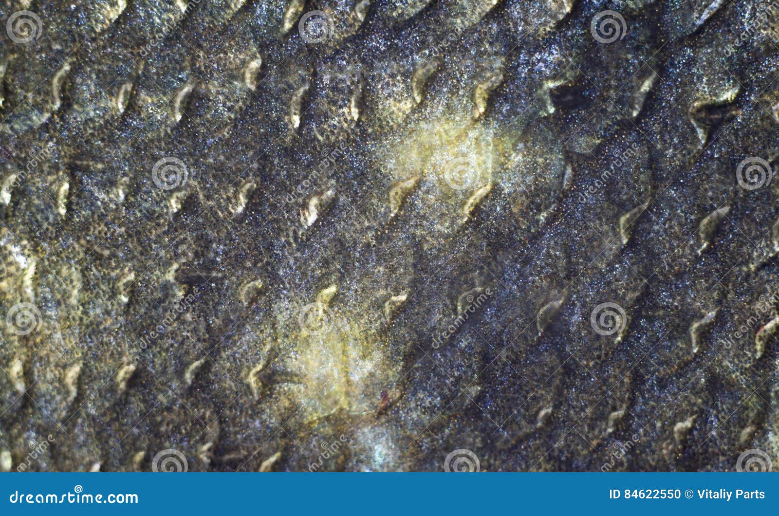 Texture of fish scales stock photo. Image of shiny, scales - 84622550