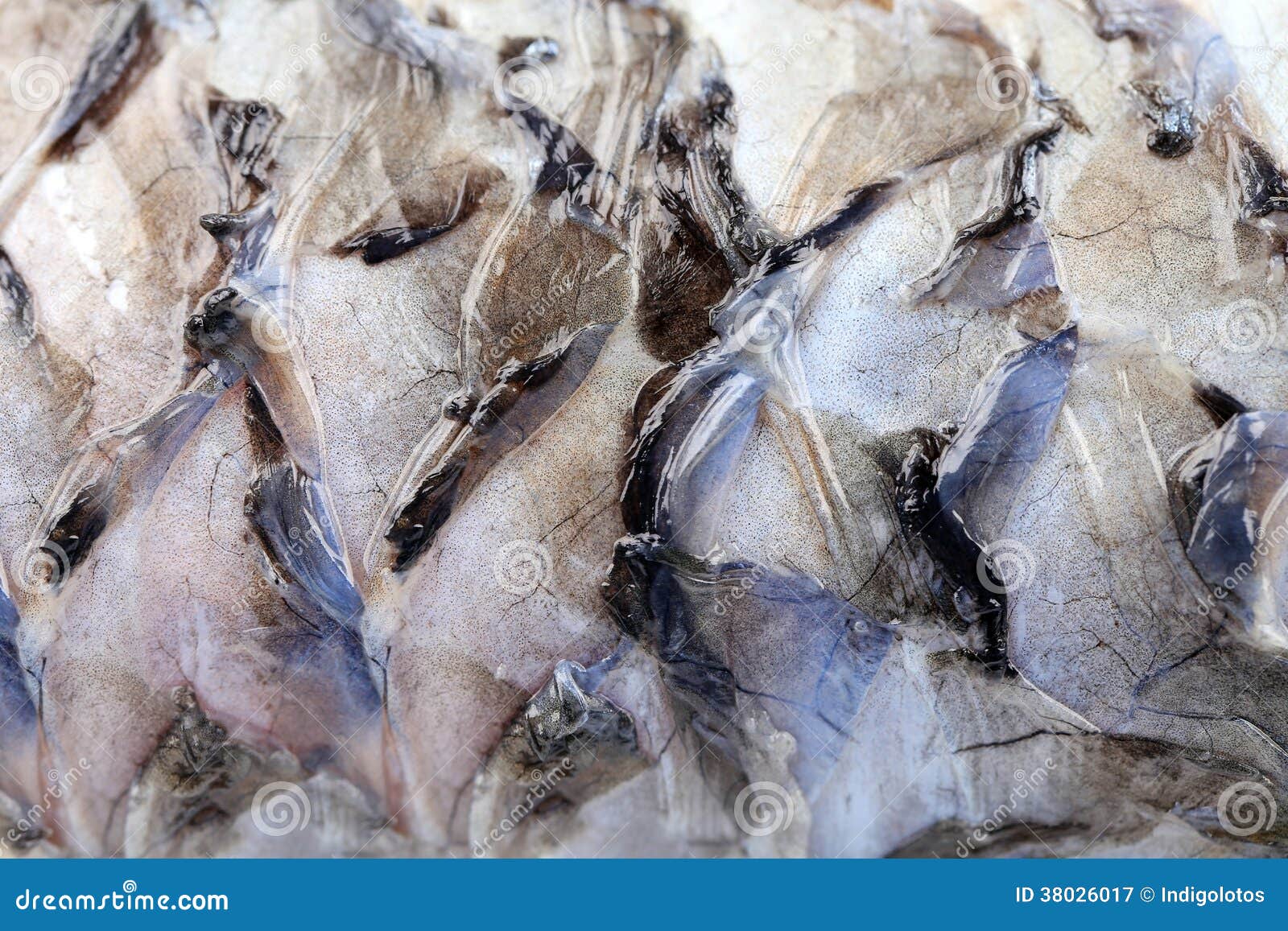 Texture Of Fish Skin Close Up. Stock Image - Image of closeup, fish ...