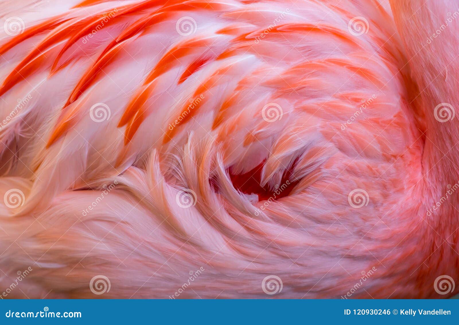 Texture of Flamingo Back Feathers Stock Photo - Image of climate, pets ...