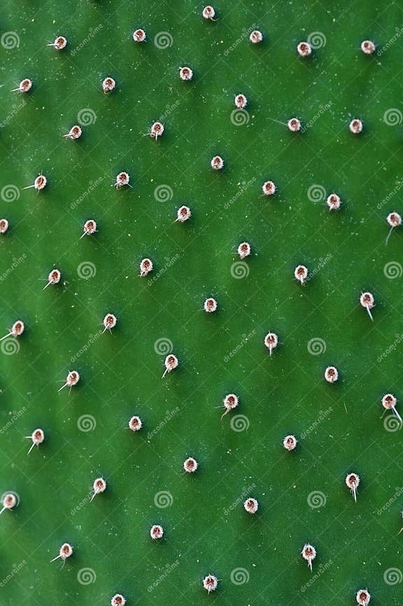 Texture flat cactus stock image. Image of texture, cactus - 41507143