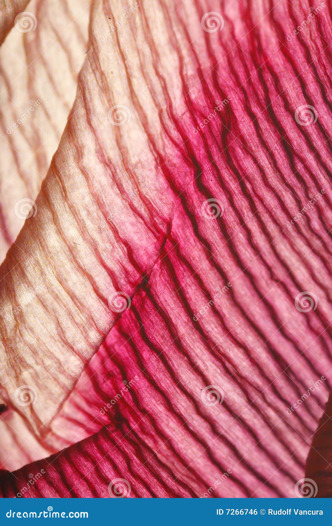Flower Petal Texture
