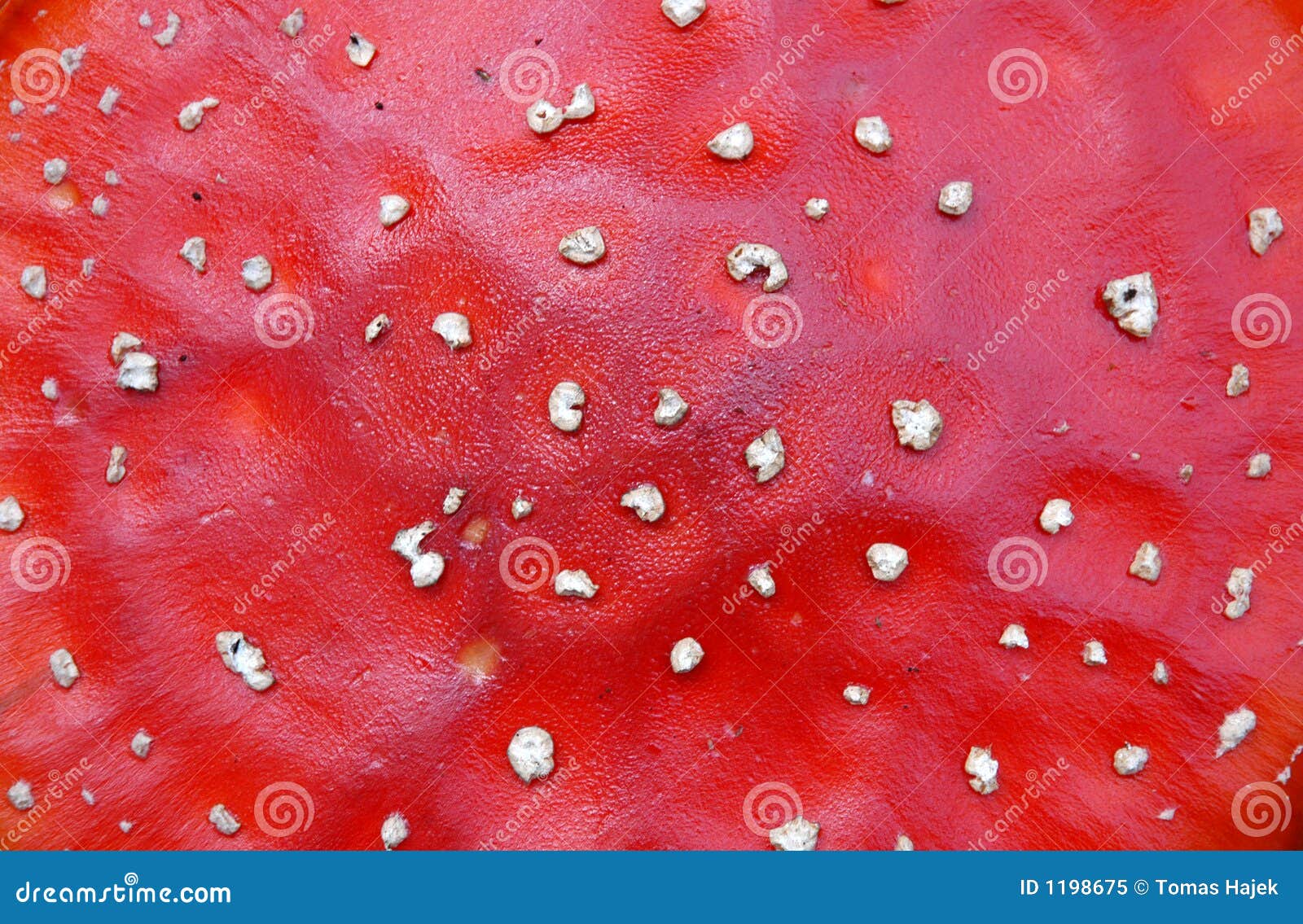 Texture of fly-agaric stock image. Image of tree, wilderness - 1198675