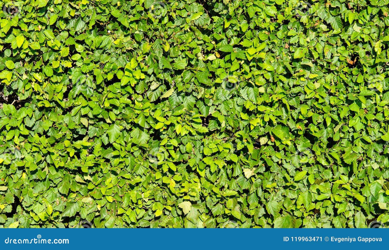 The Texture of the Foliage, Bushes Stock Image - Image of field, lawn ...