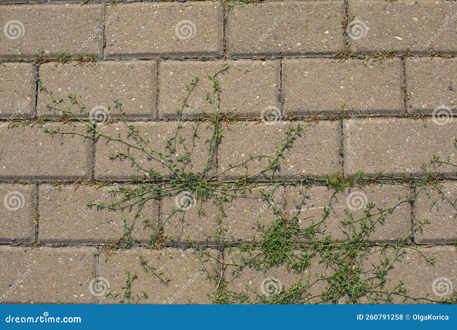 The Texture of the Footpath Paved with Rectangular Stones, Green Grass ...