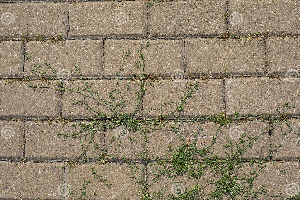 The Texture of the Footpath Paved with Rectangular Stones, Green Grass ...