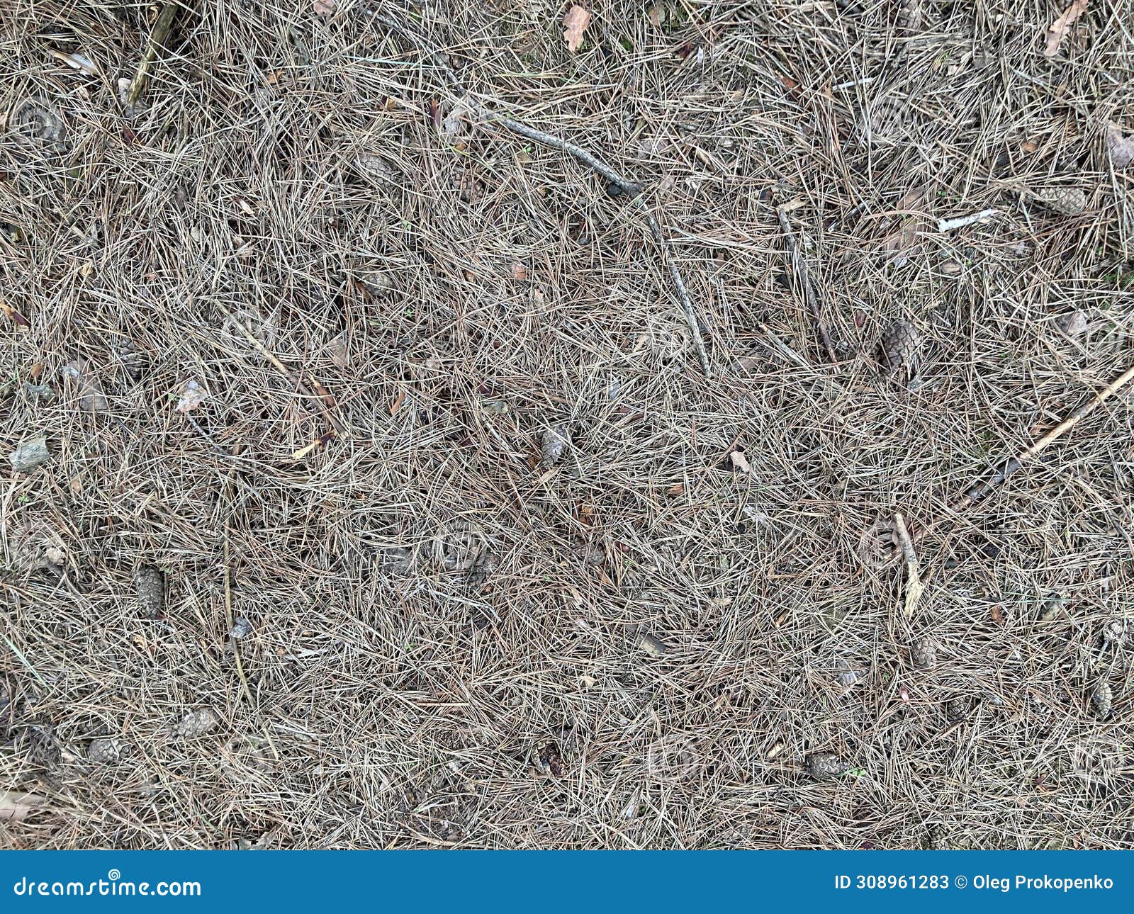 Texture of Forest Ground Cover with Dry Thorns Stock Image - Image of ...