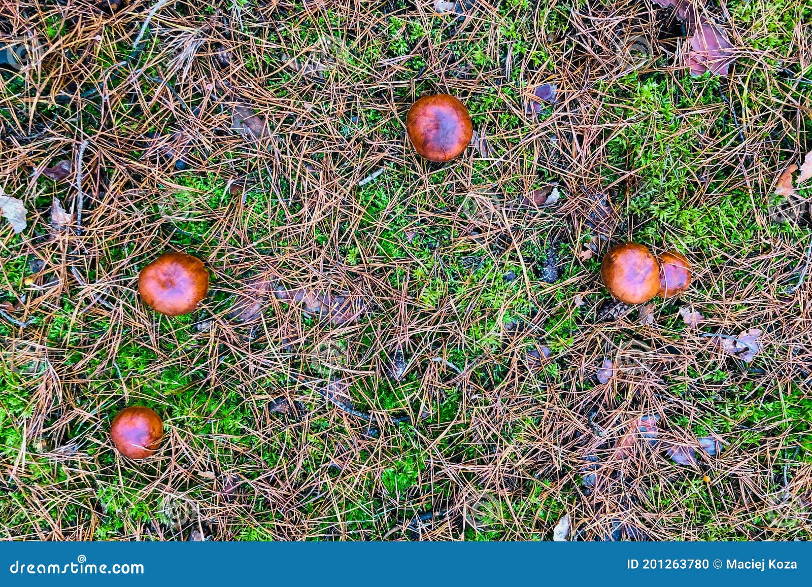 Texture of Forest Mushrooms in a Forest Glade - Top View of Five ...