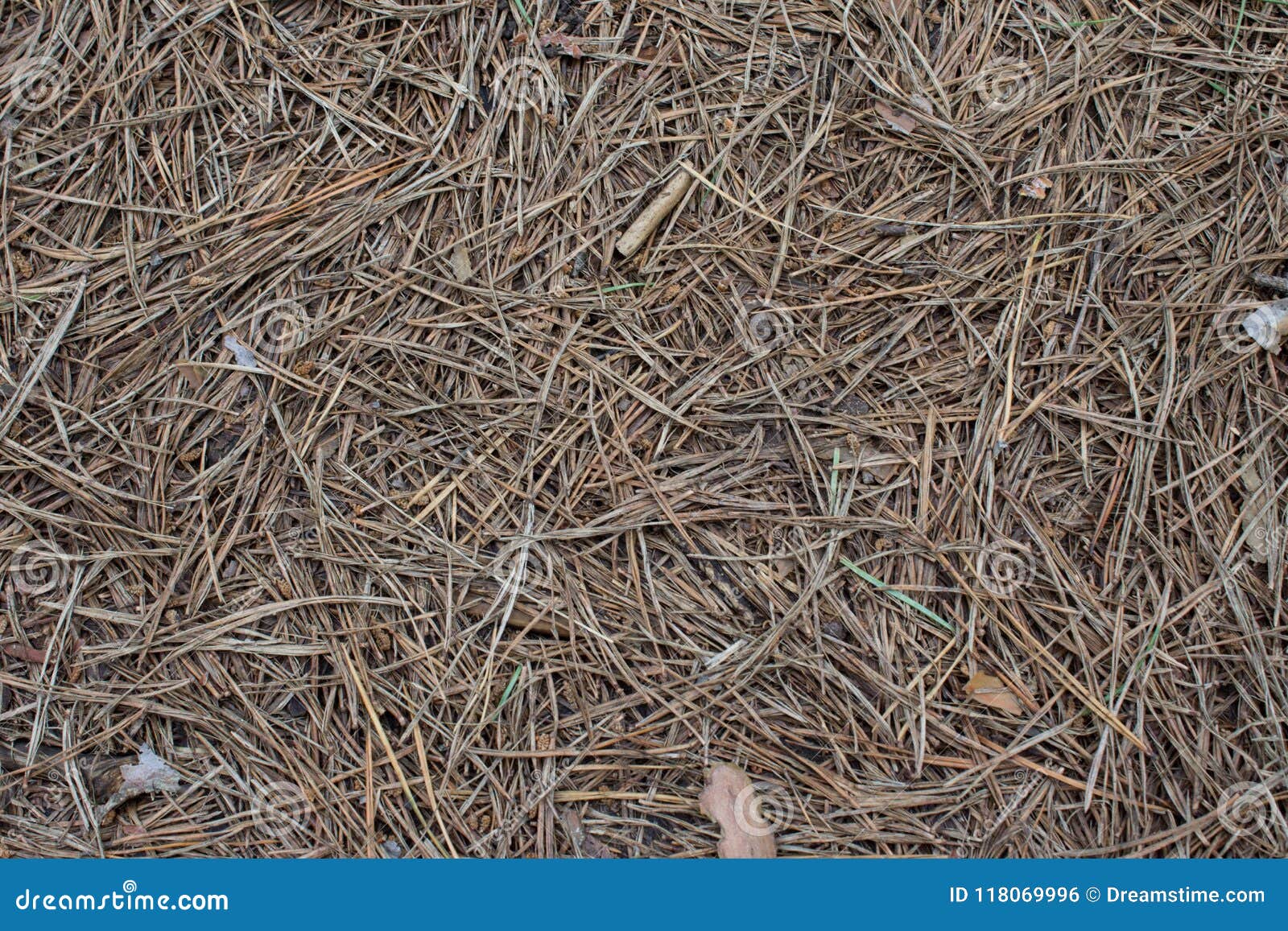 Texture of Forest Ground Covered in Pine Needles Stock Photo - Image of ...