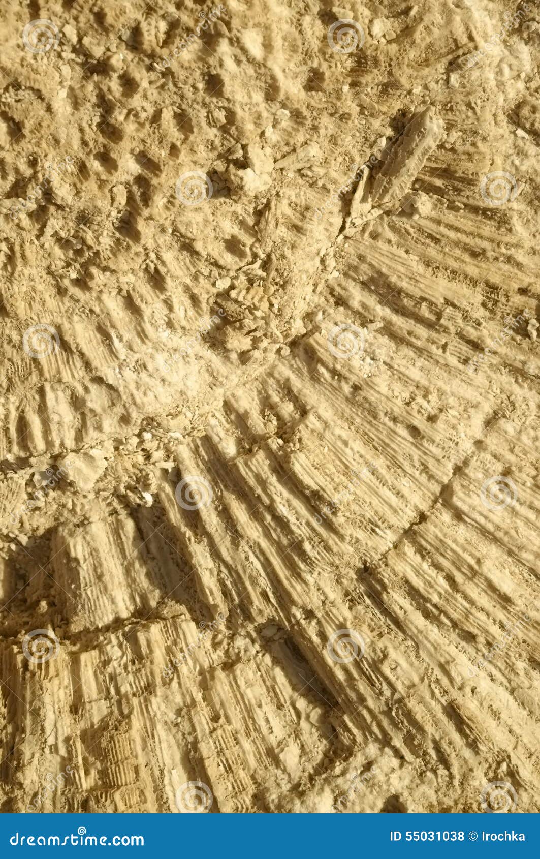 Texture Formed by the Corals in Coastal Limestone. Stock Photo - Image ...