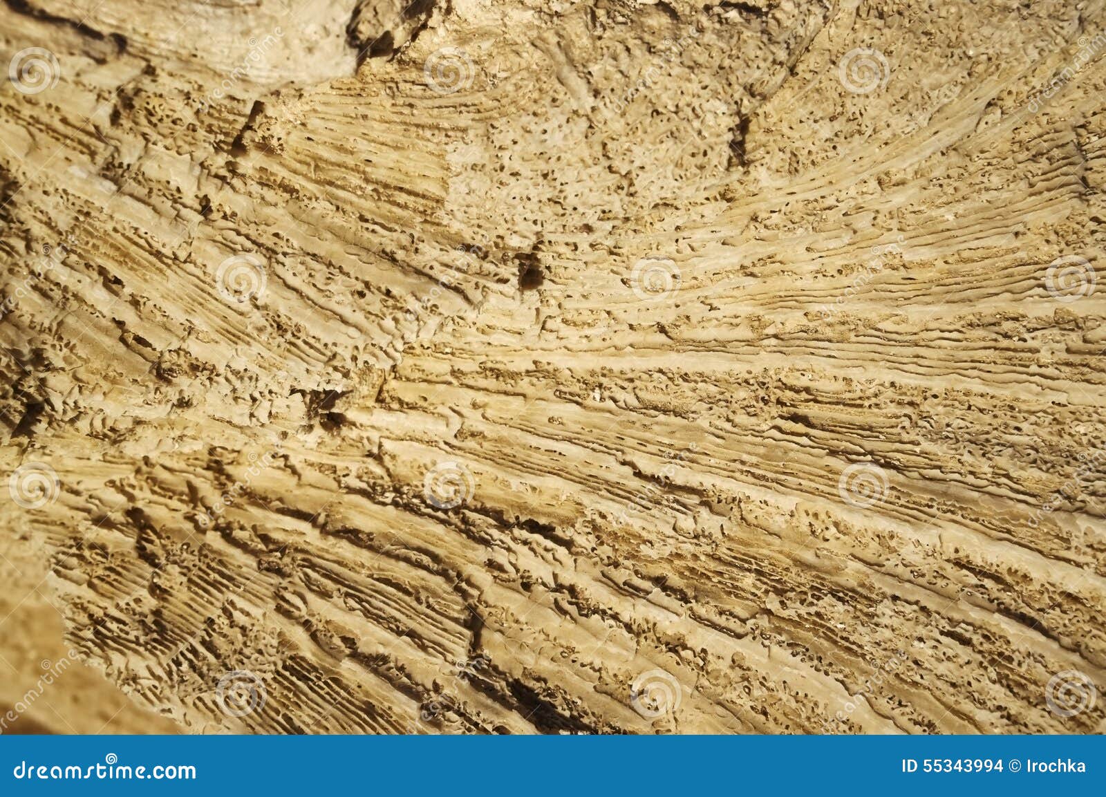 Texture Formed by the Corals in Coastal Limestone. Stock Photo - Image ...