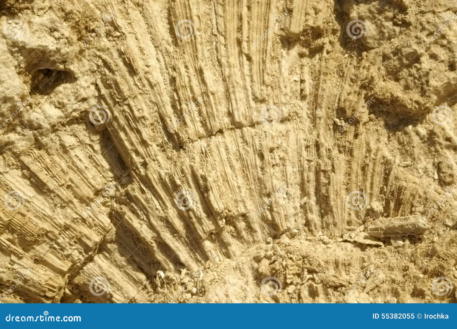 Texture Formed by the Corals in Coastal Limestone. Stock Image - Image ...