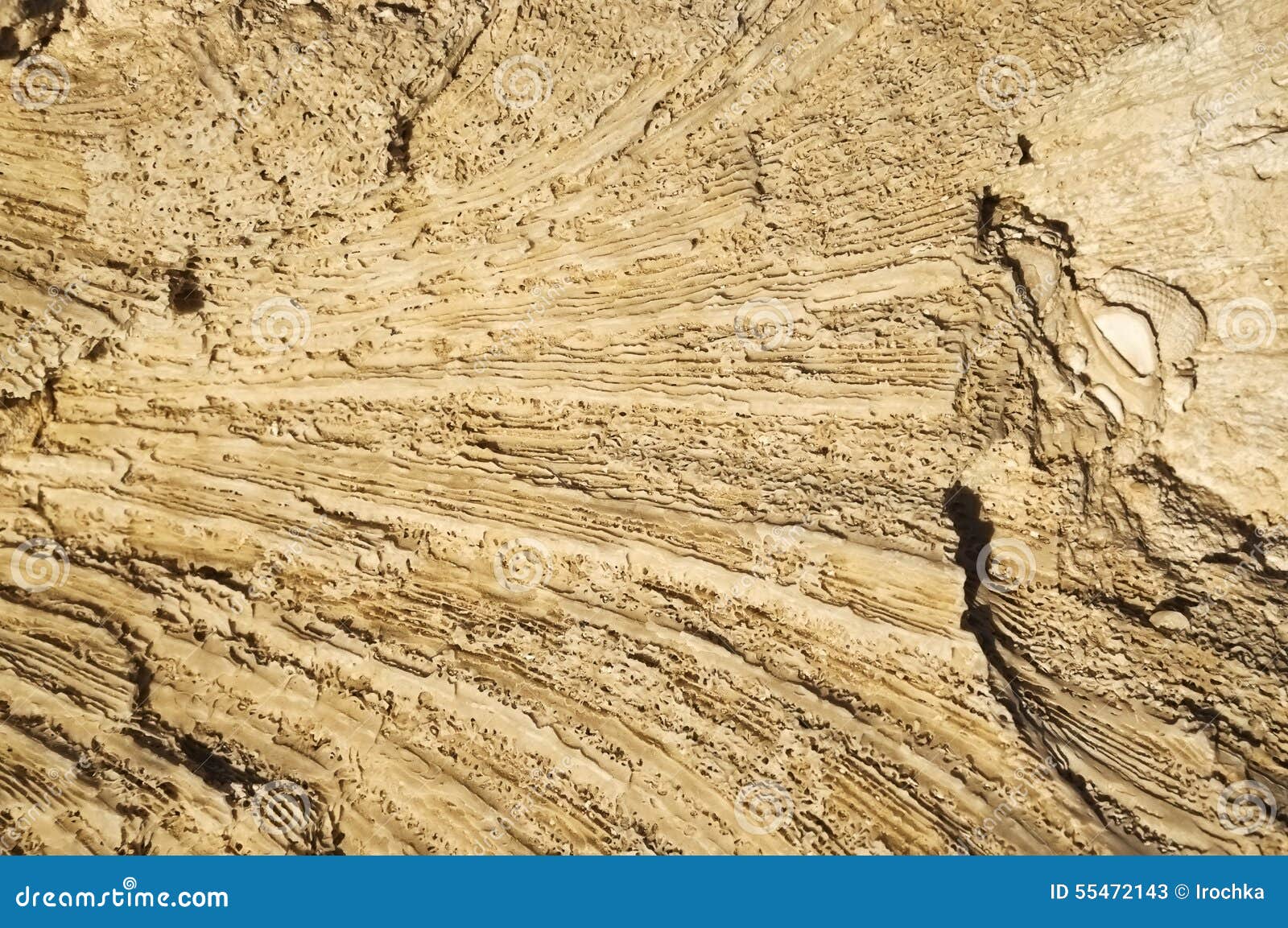 Texture Formed by the Corals in Coastal Limestone. Stock Image - Image ...