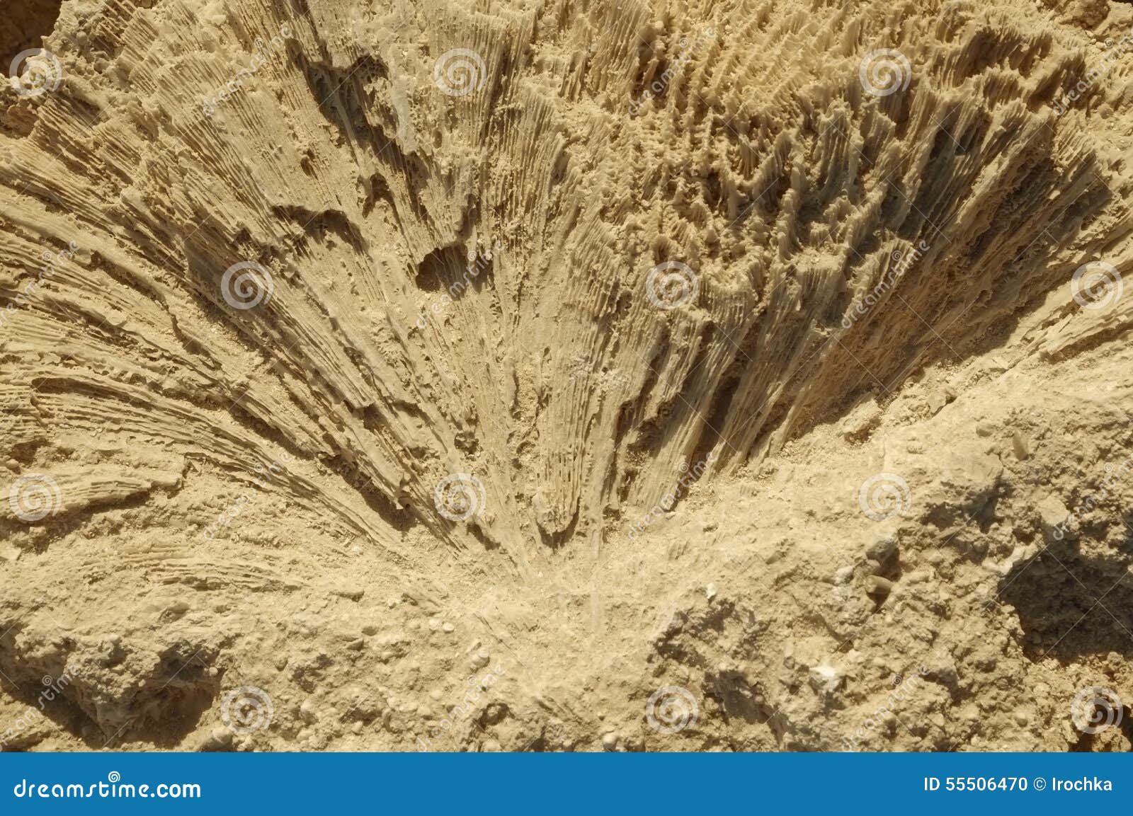 Texture Formed by the Corals in Coastal Limestone. Stock Photo - Image ...