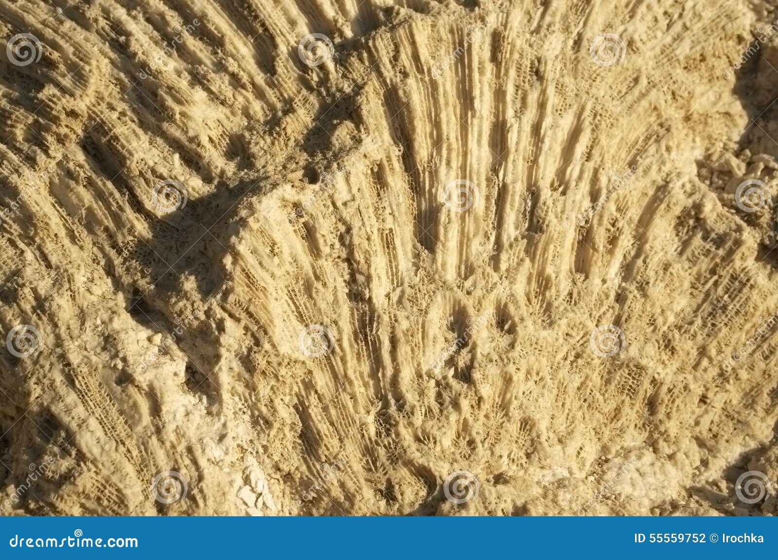 Texture Formed by the Corals in Coastal Limestone. Stock Photo - Image ...