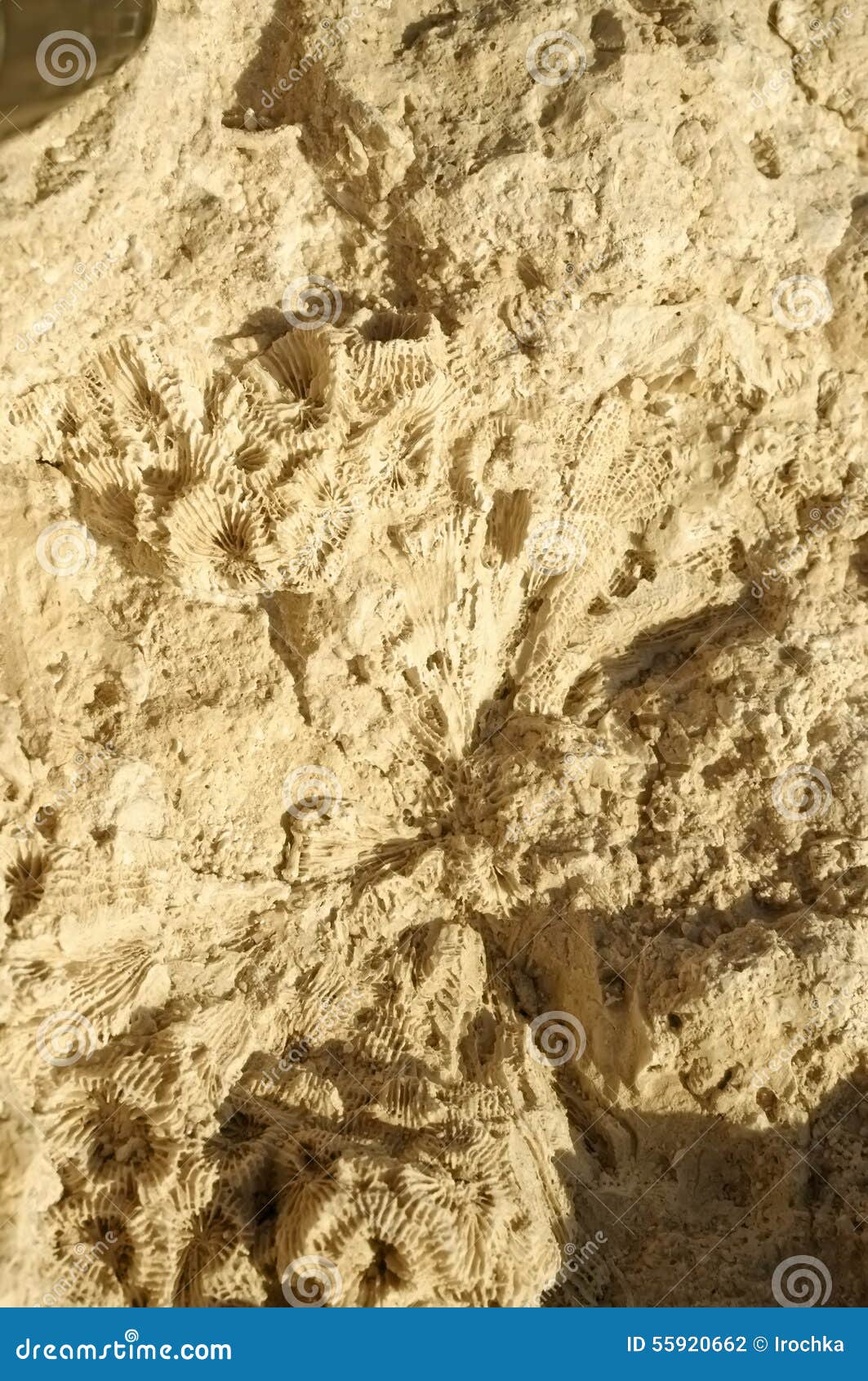 Texture Formed by the Corals in Coastal Limestone. Stock Photo - Image ...