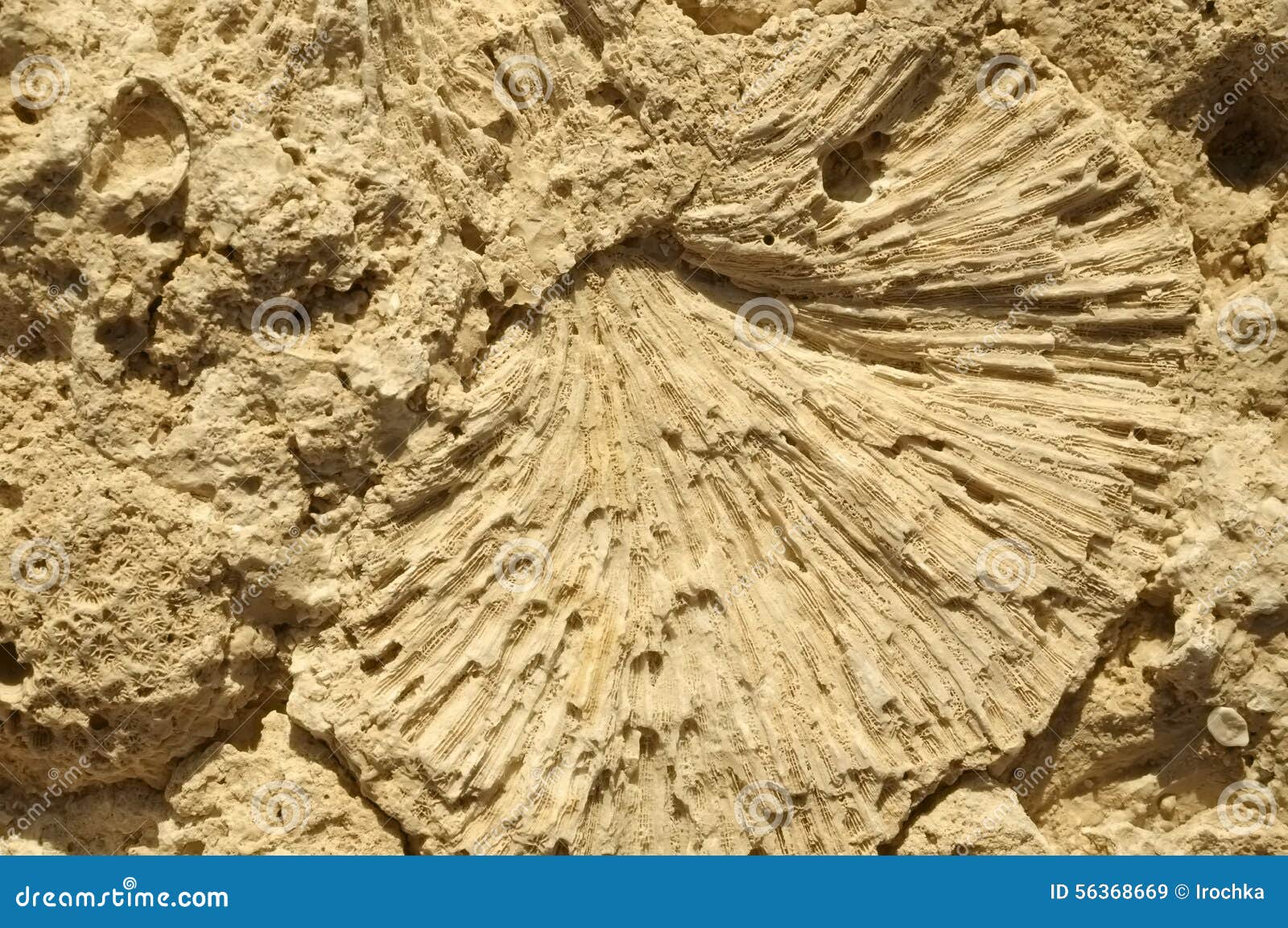 Texture Formed by the Corals in Coastal Limestone. Stock Image - Image ...