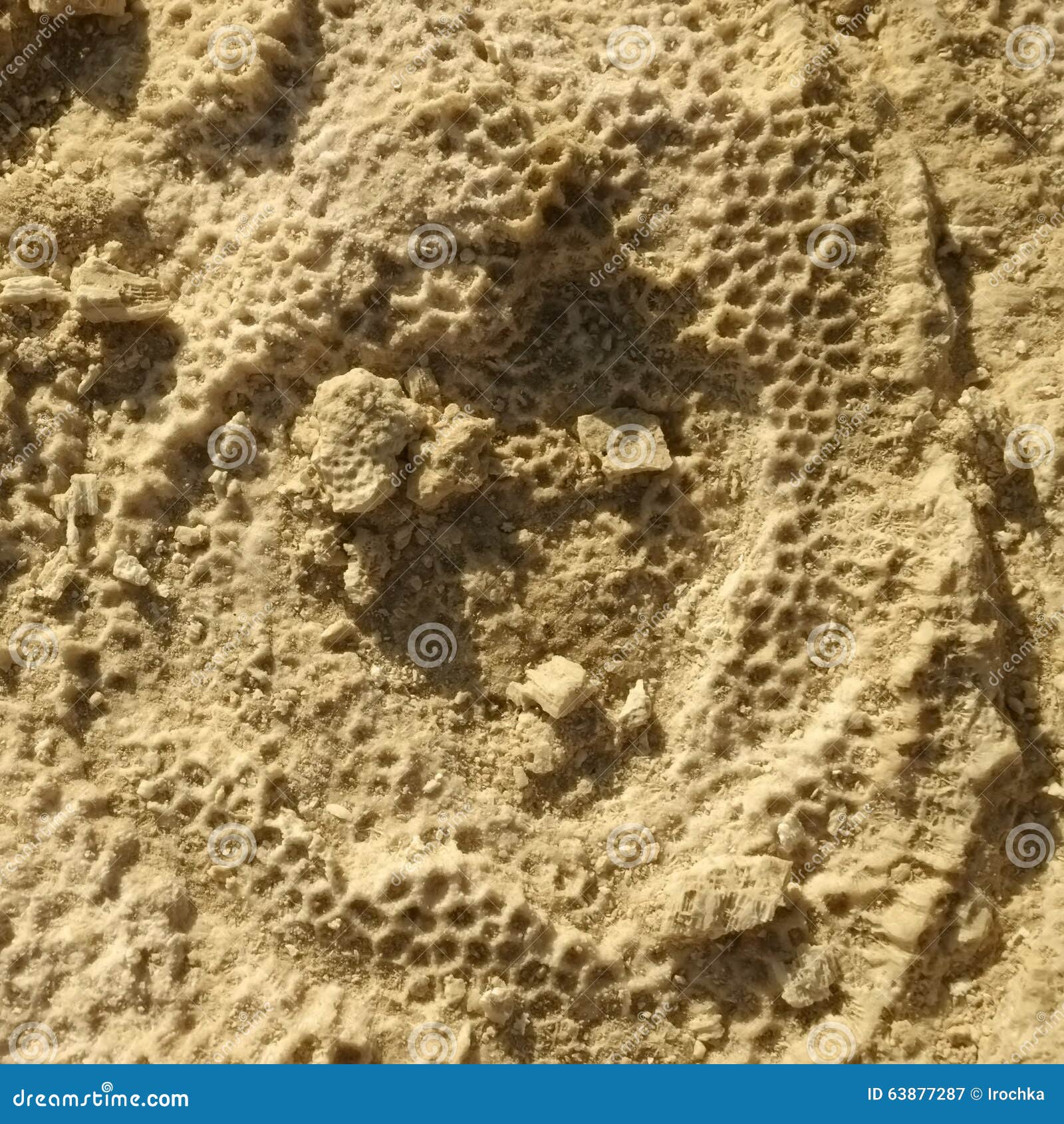 Texture Formed by the Corals in Coastal Limestone. Stock Image - Image ...