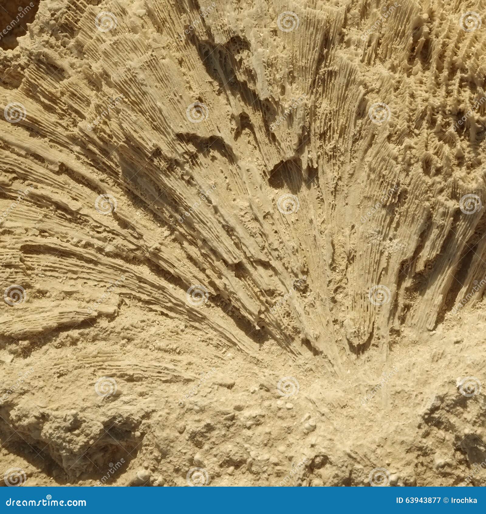 Texture Formed by the Corals in Coastal Limestone. Stock Image - Image ...