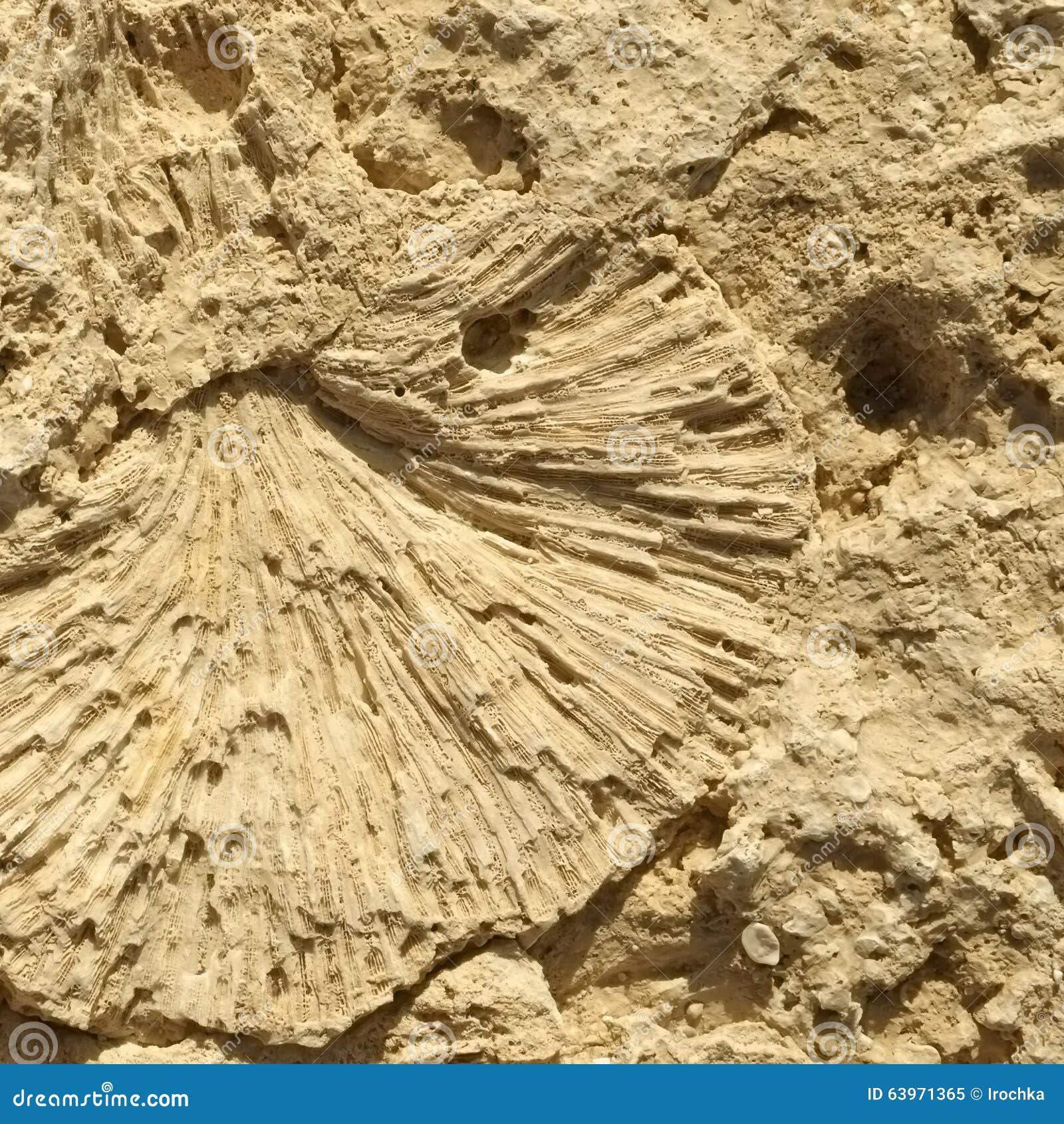 Texture Formed by the Corals in Coastal Limestone. Stock Image - Image ...