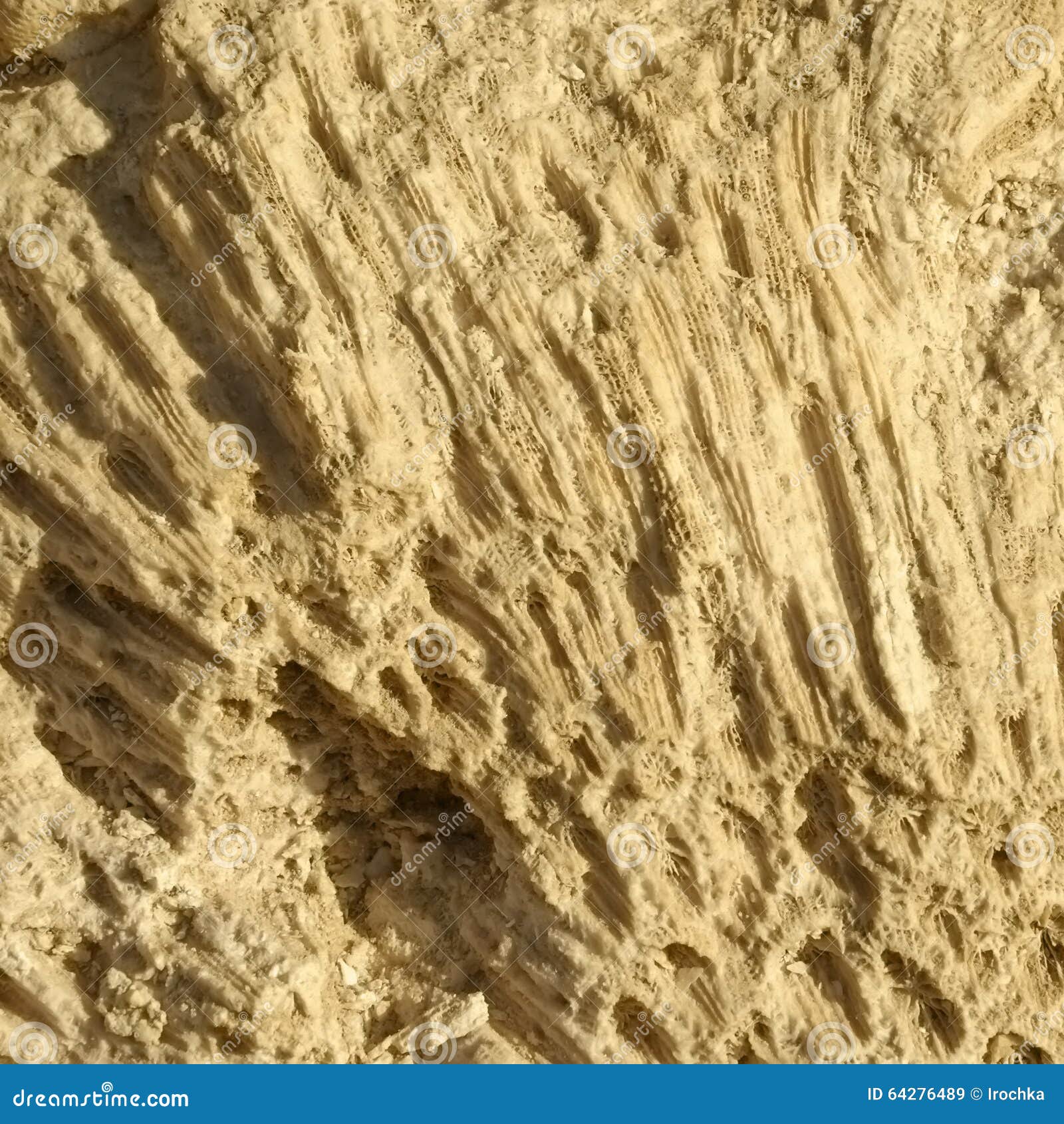 Texture Formed by the Corals in Coastal Limestone. Stock Image - Image ...