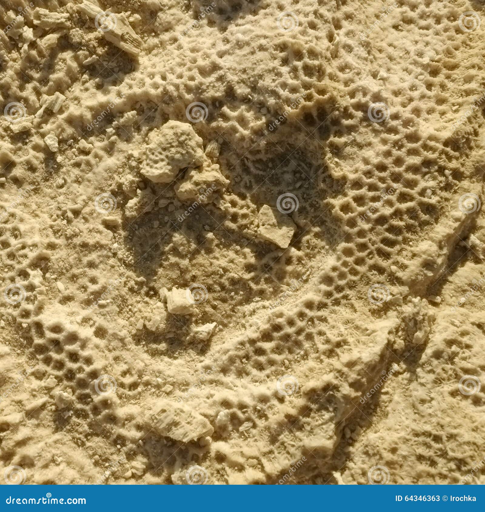 Corals Of The Red Sea In The Coastal Zone. Stock Image | CartoonDealer ...