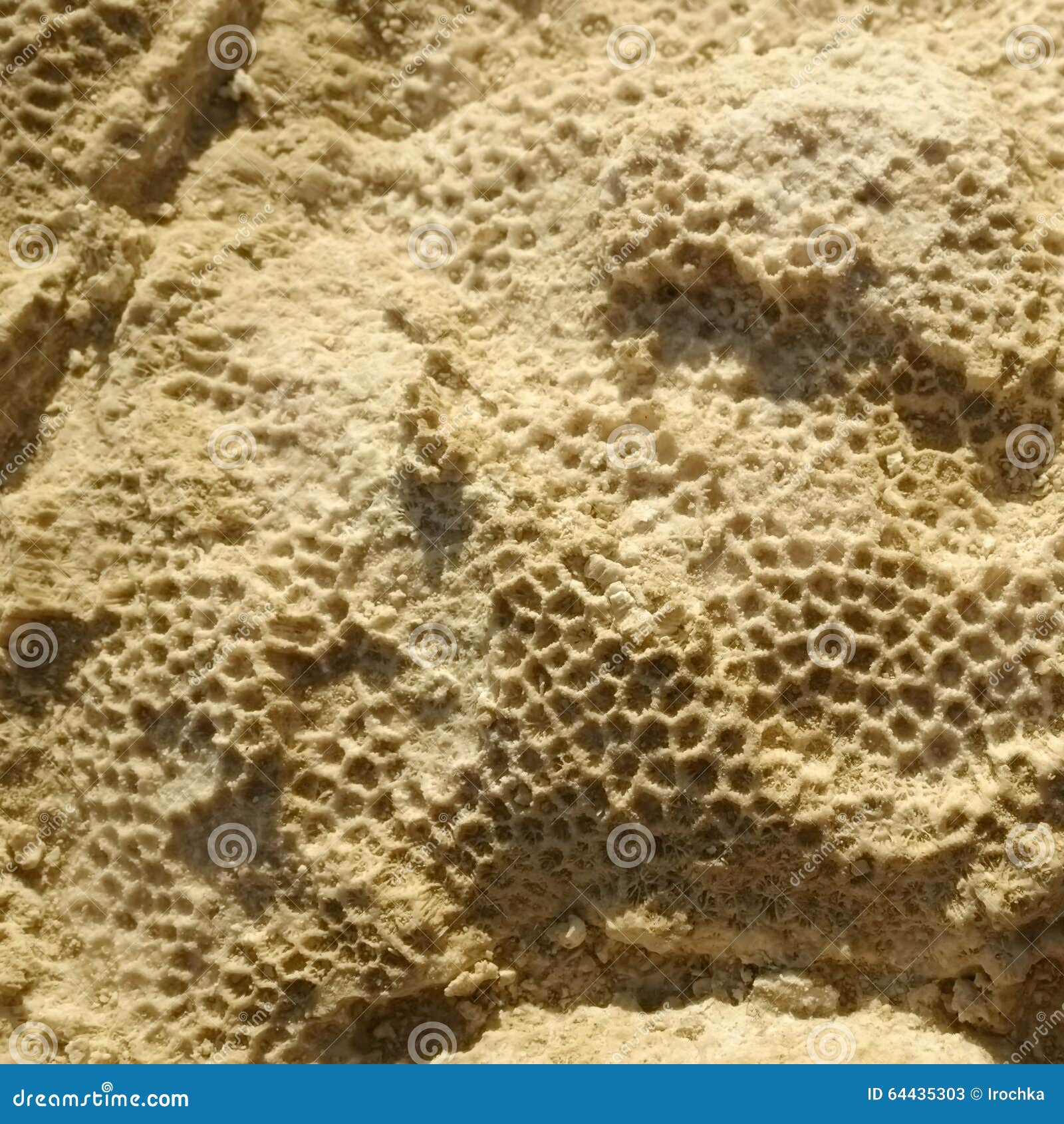 Texture Formed by the Corals in Coastal Limestone. Stock Image - Image ...