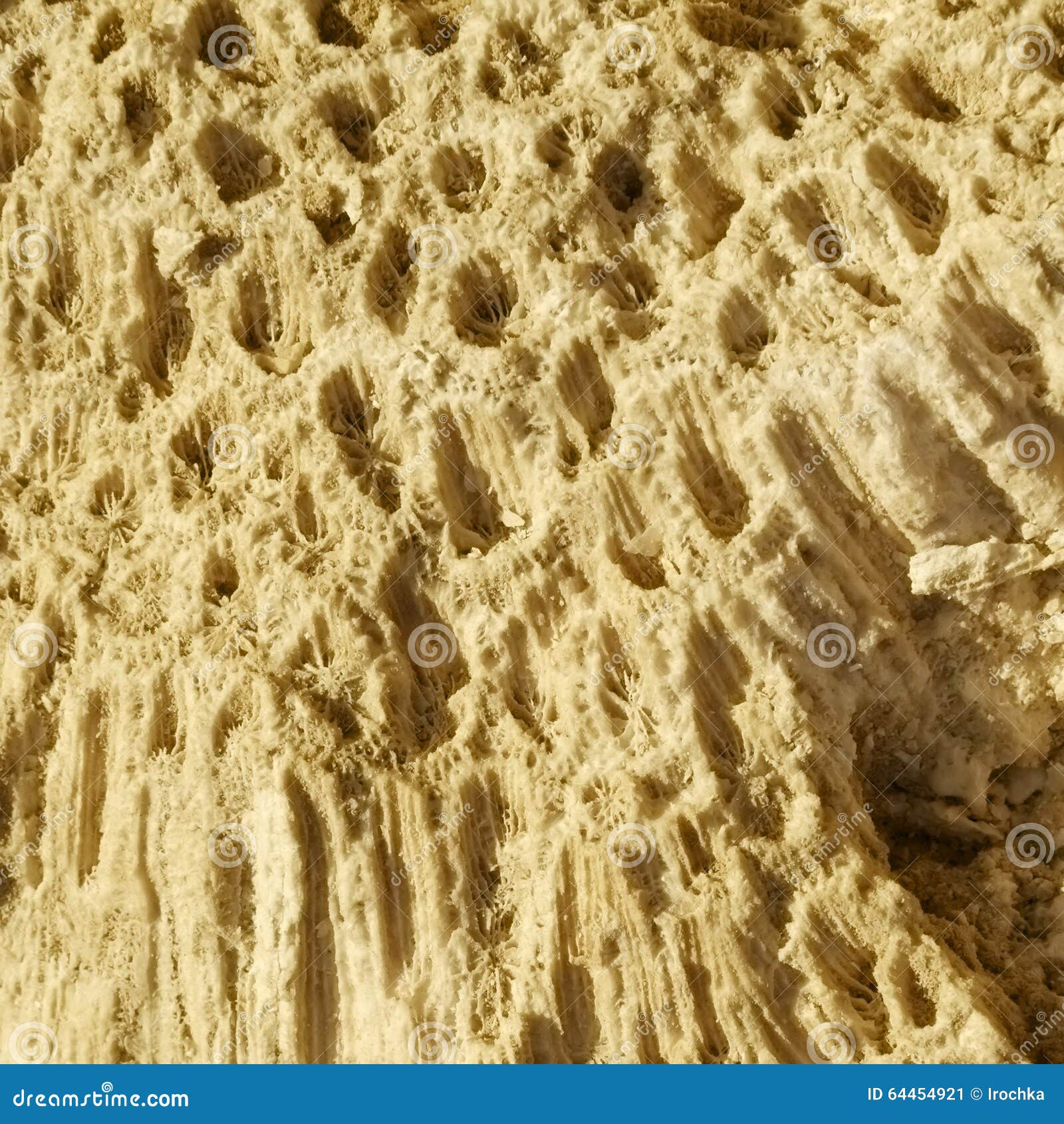 Texture Formed by the Corals in Coastal Limestone. Stock Image - Image ...